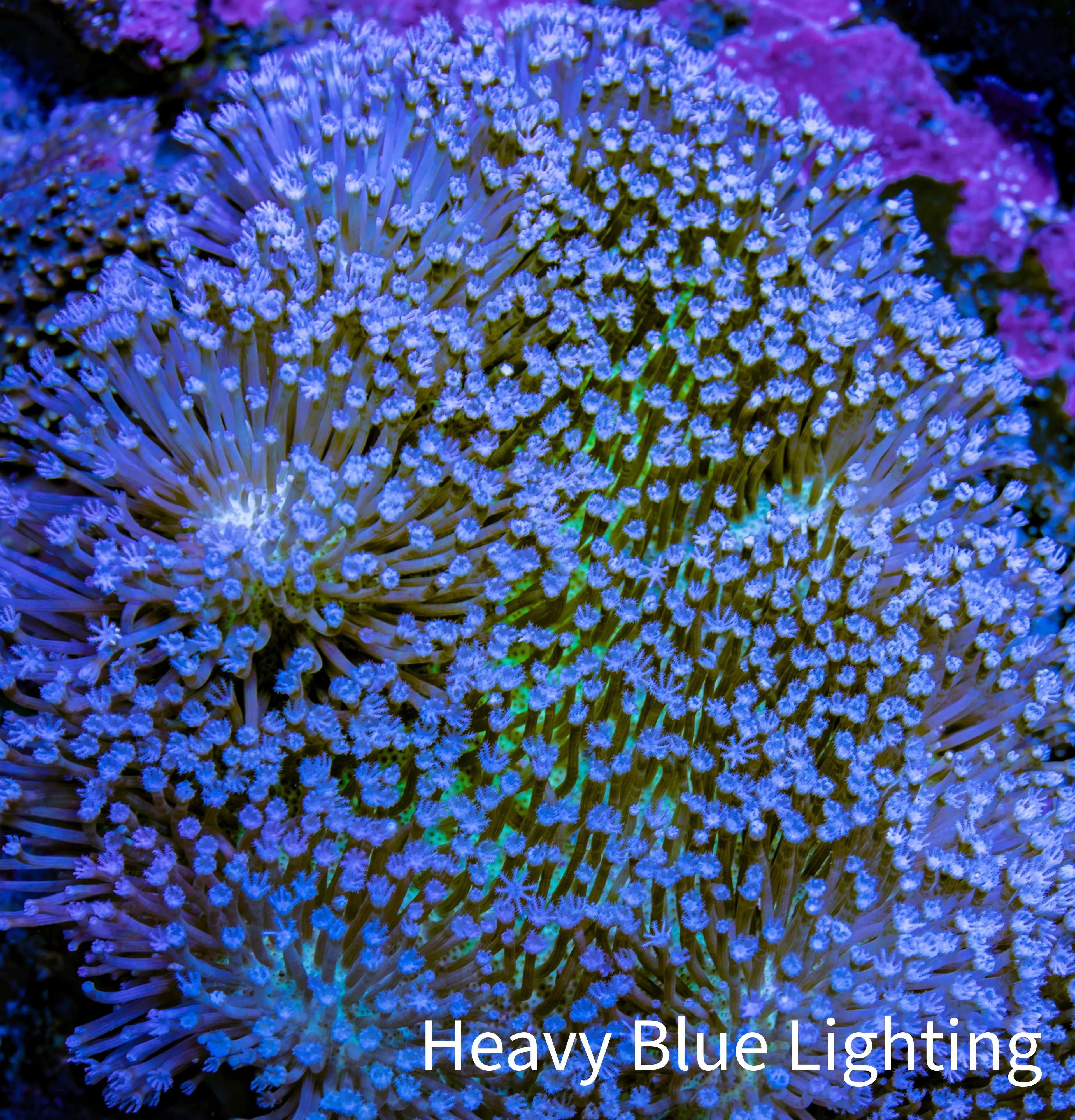 Buy Long Polyp Leather Coral Online in Australia | Soft Corals – Zeo ...