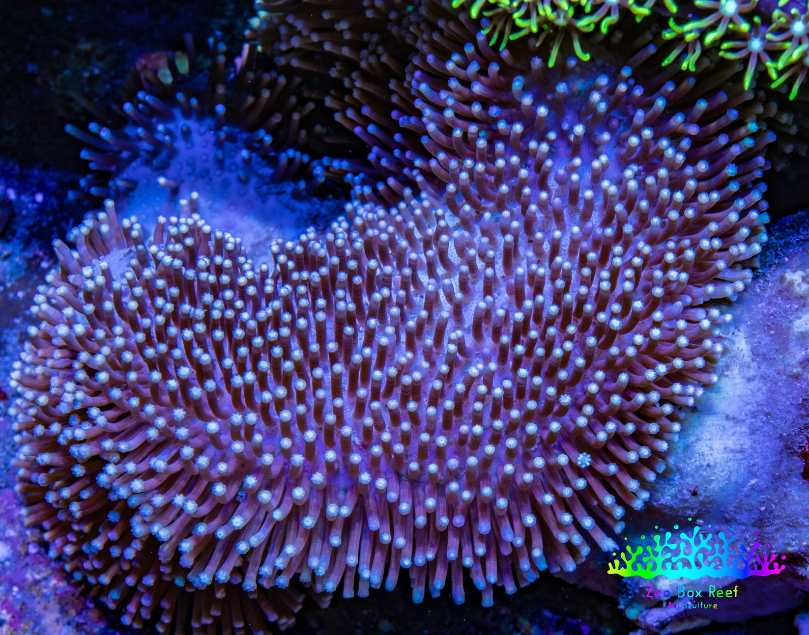 Buy Long Polyp Leather Coral Online in Australia | Soft Corals – Zeo ...