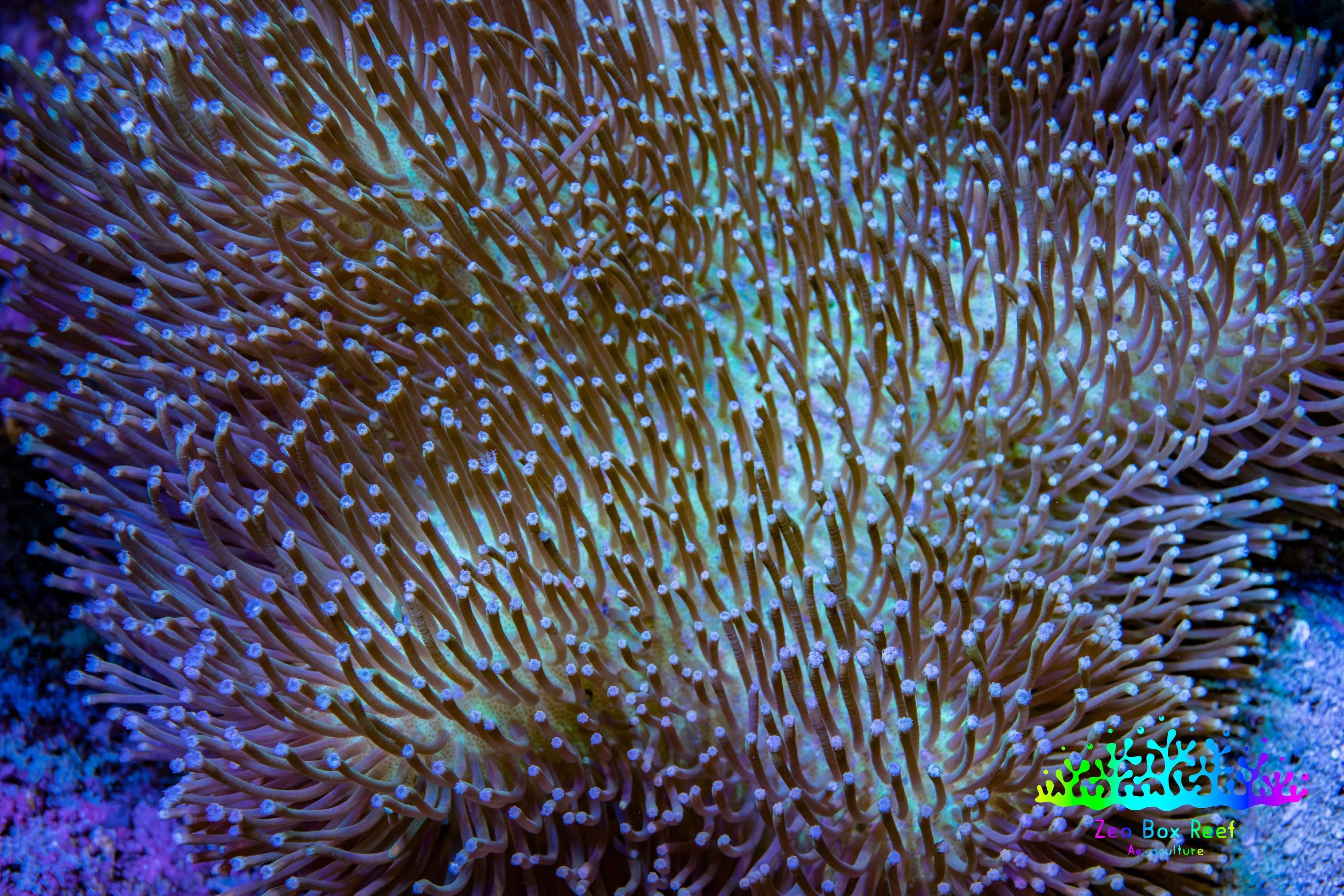 Long Polyp Toadstool Leather Coral WYSIWYG 9cm | Sarcophyton Soft Coral ...