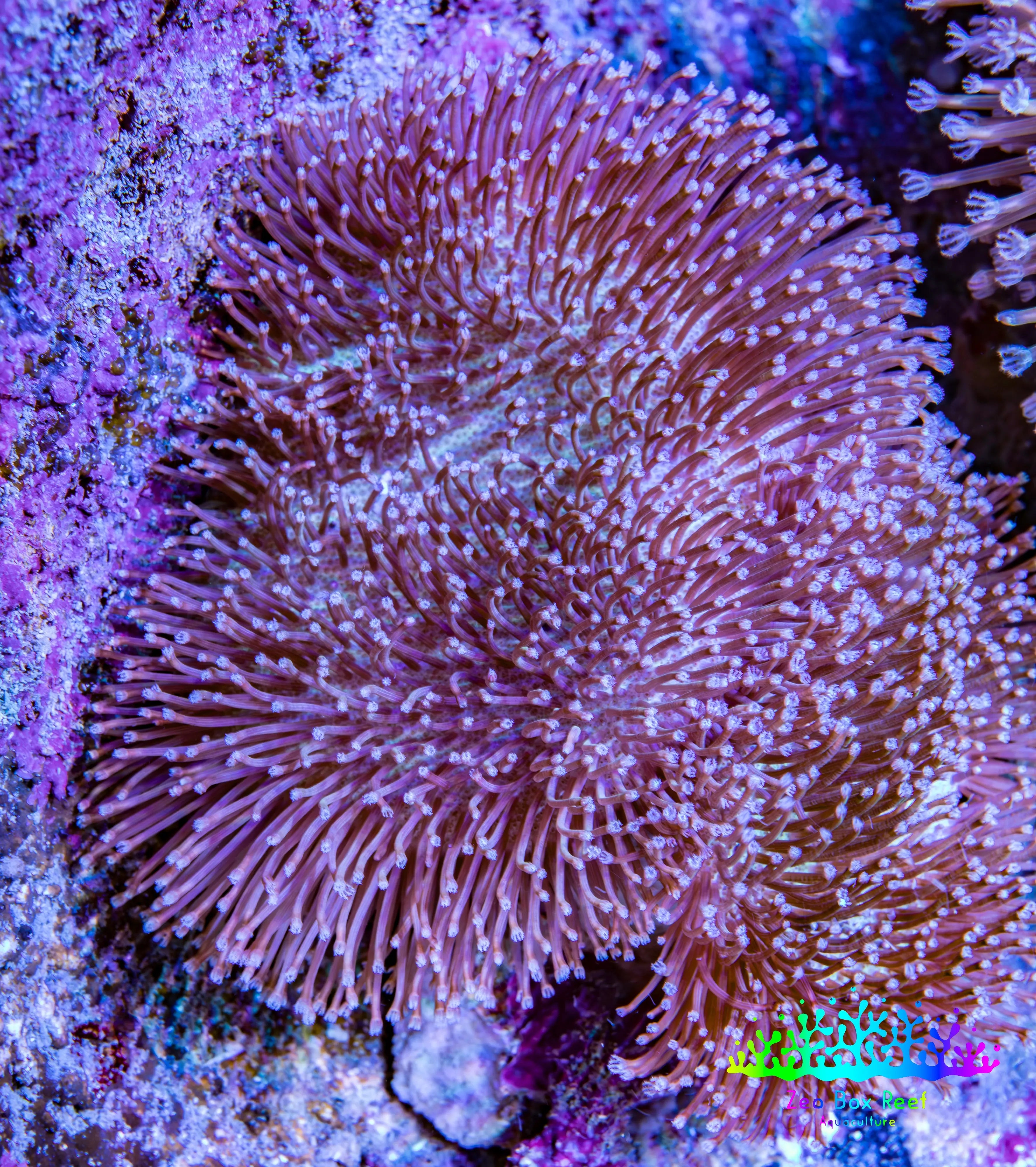 Buy Long Polyp Leather Coral Online in Australia | Soft Corals – Zeo ...