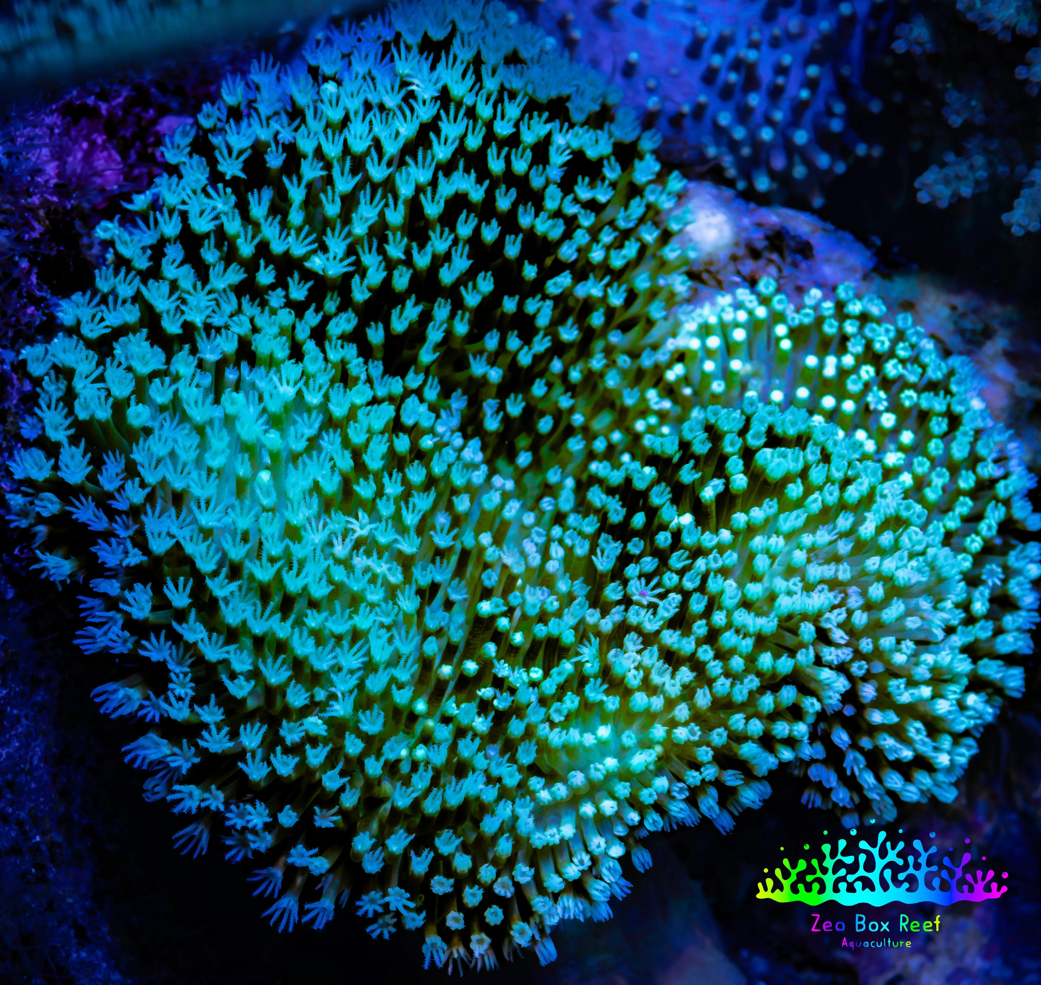 Buy Long Polyp Toadstool leather Coral Zeo Box Reef Australia – Zeo Box ...