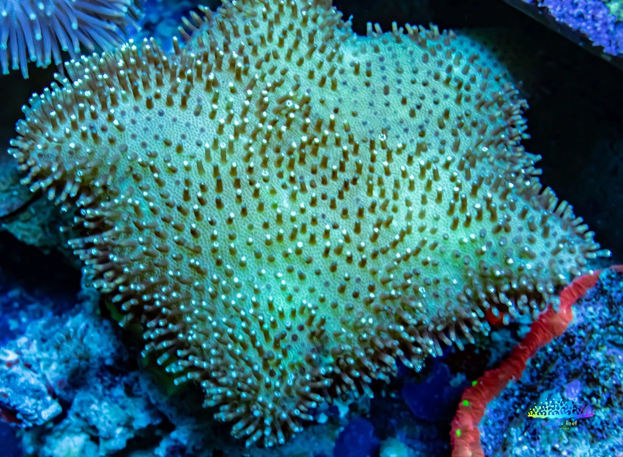 Buy Green Toadstool leather Coral Zeo Box Reef Australia – Zeo Box Reef ...