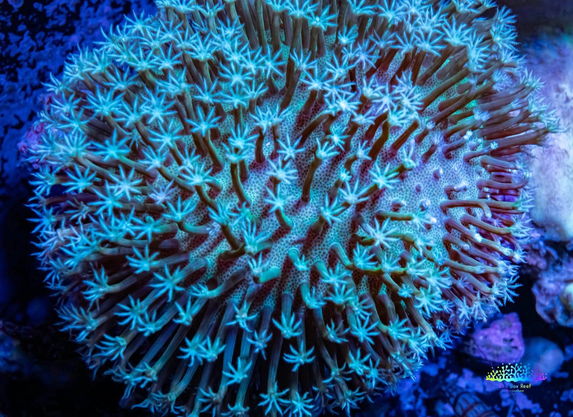 Leather Coral- Unique Green Polyp Toadstool 9cm Leather Coral- Unique ...