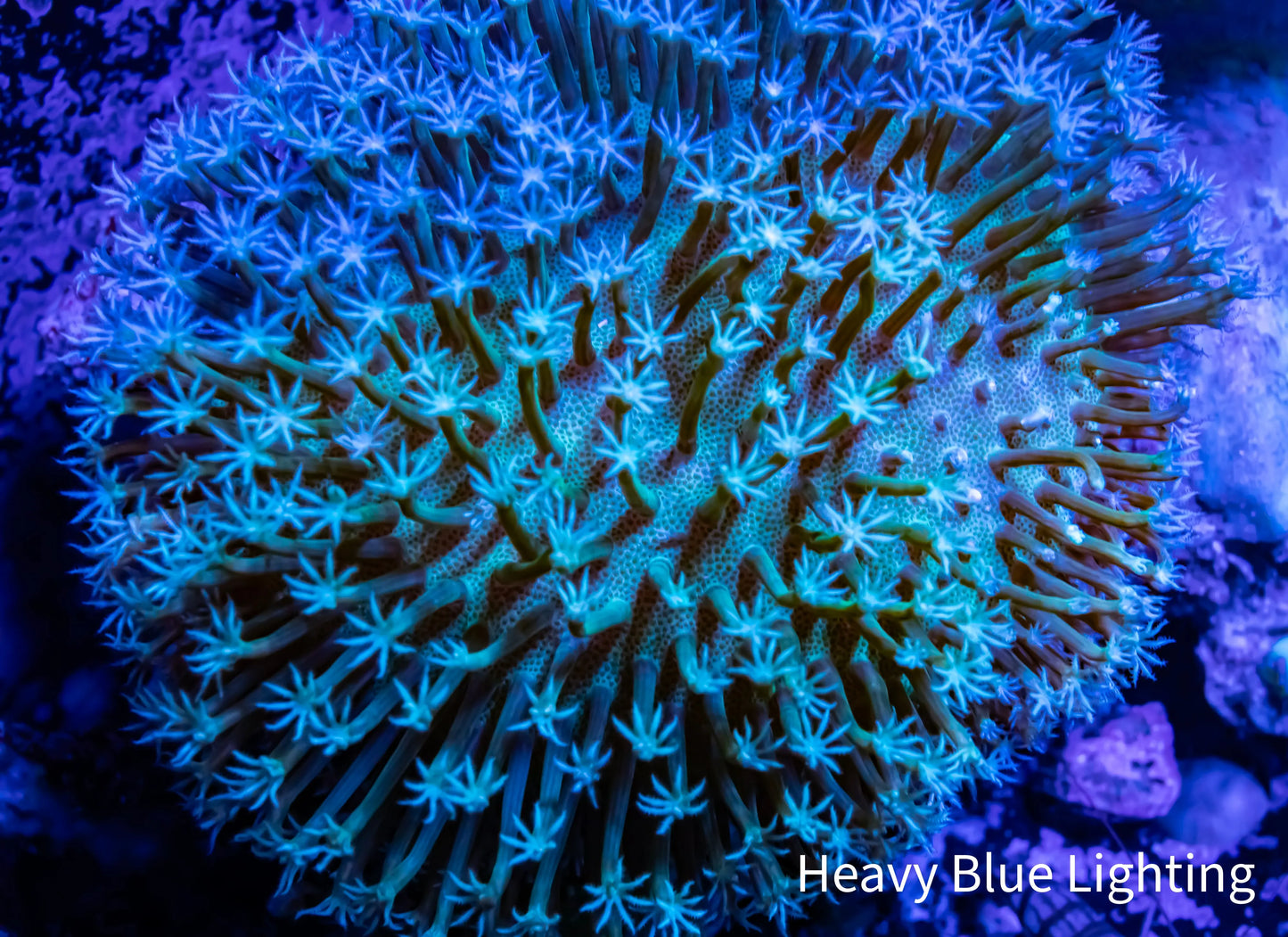 Leather Coral- Unique Green Polyp Toadstool 9cm Leather Coral- Unique ...