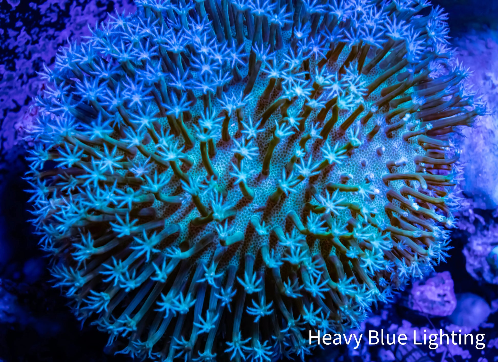 Leather Coral- Unique Green Polyp Toadstool 9cm Leather Coral- Unique ...