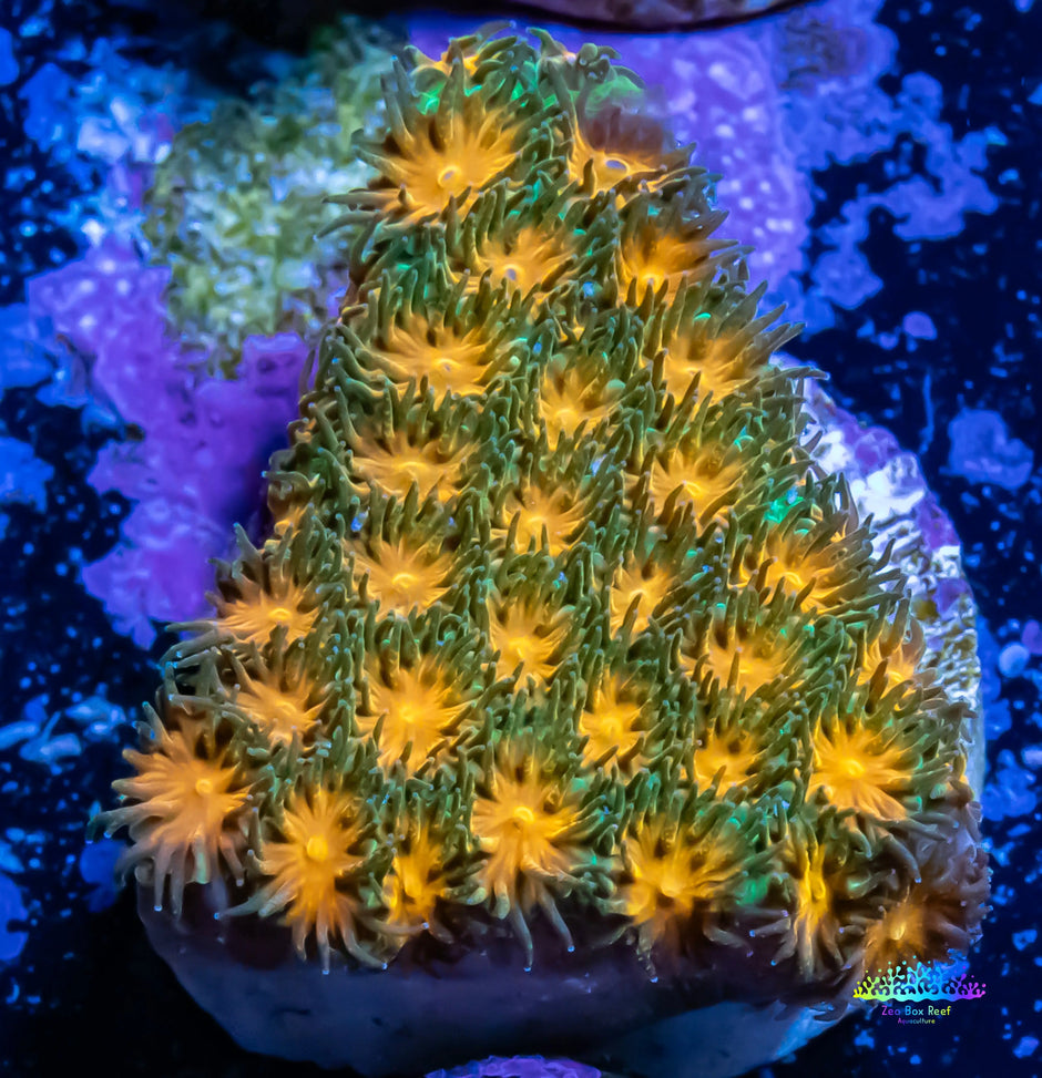 Add to cart Sold out