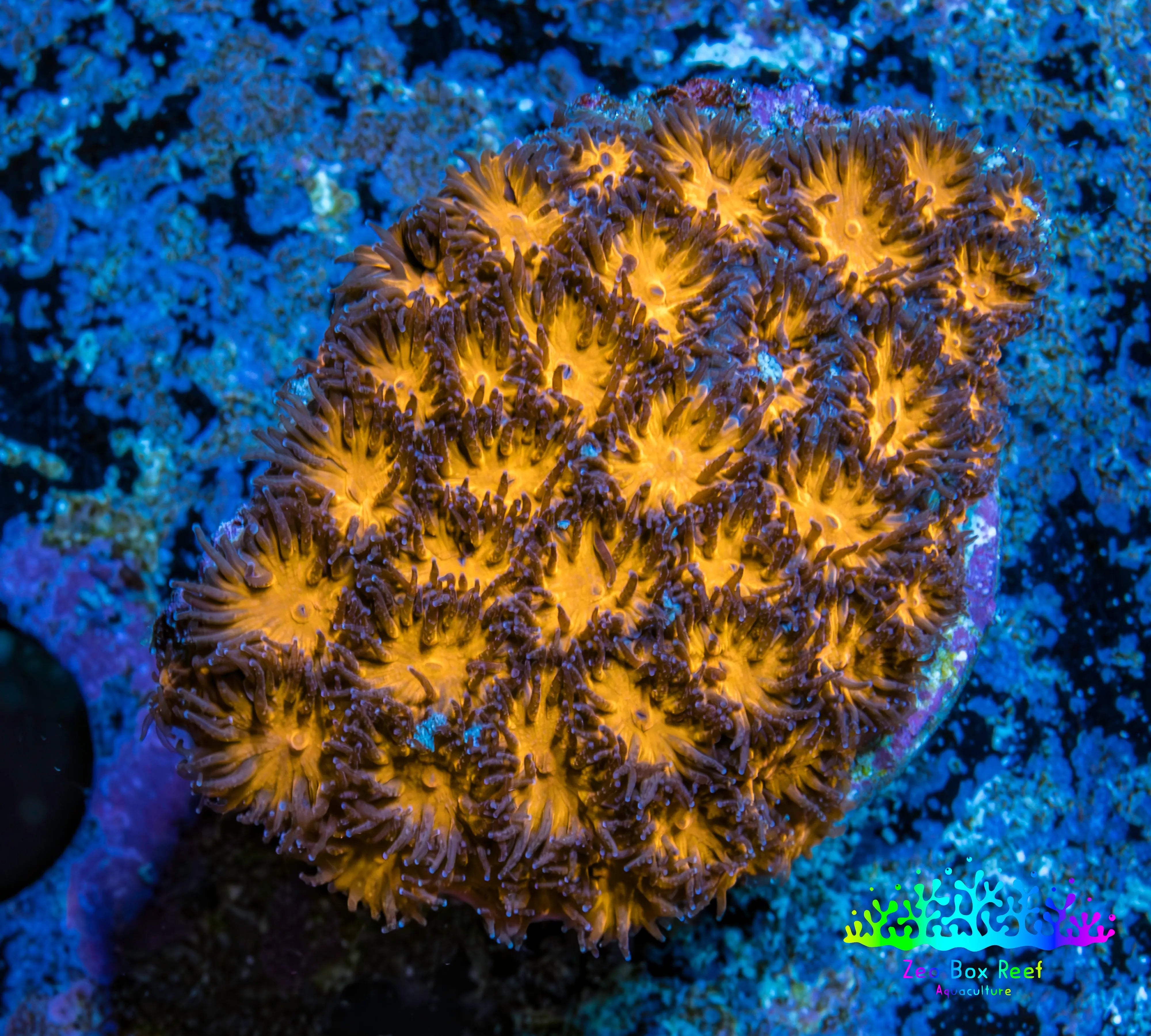 "Exquisite Leptastrea Coral: Vibrant Beauty for Your Reef | Zeo Box ...