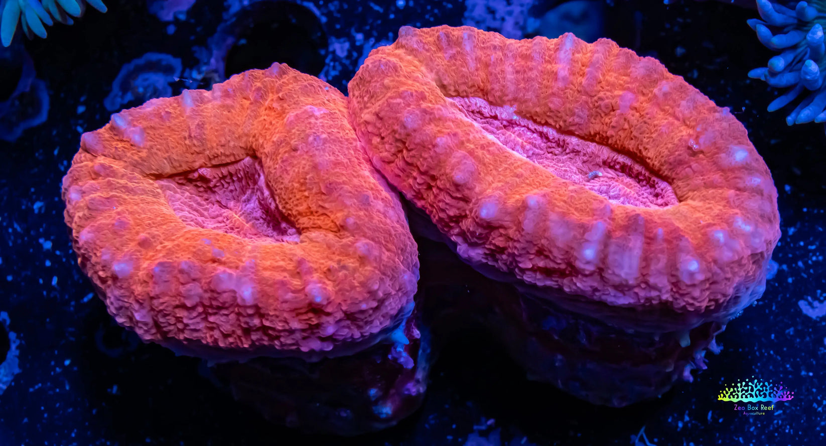 Skip to product information