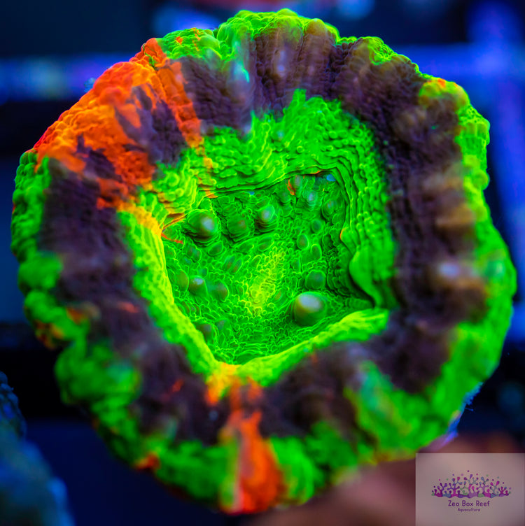 Corals for Sale Australia Green Star Polyps GSP – Zeo Box Reef Aquaculture