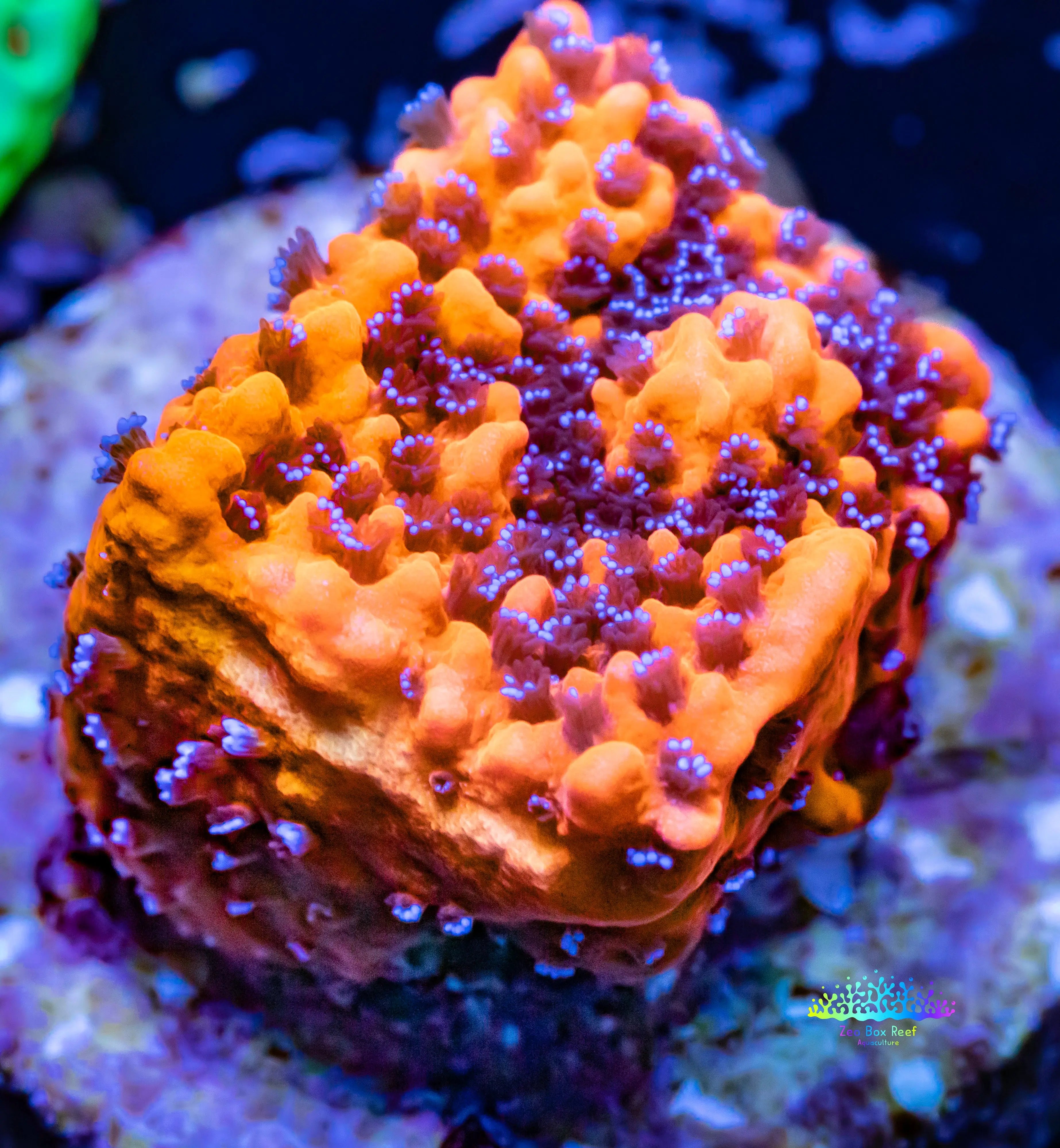 "Add Some Color to Your Tank with Montipora Corals - Zeo Box Reef ...