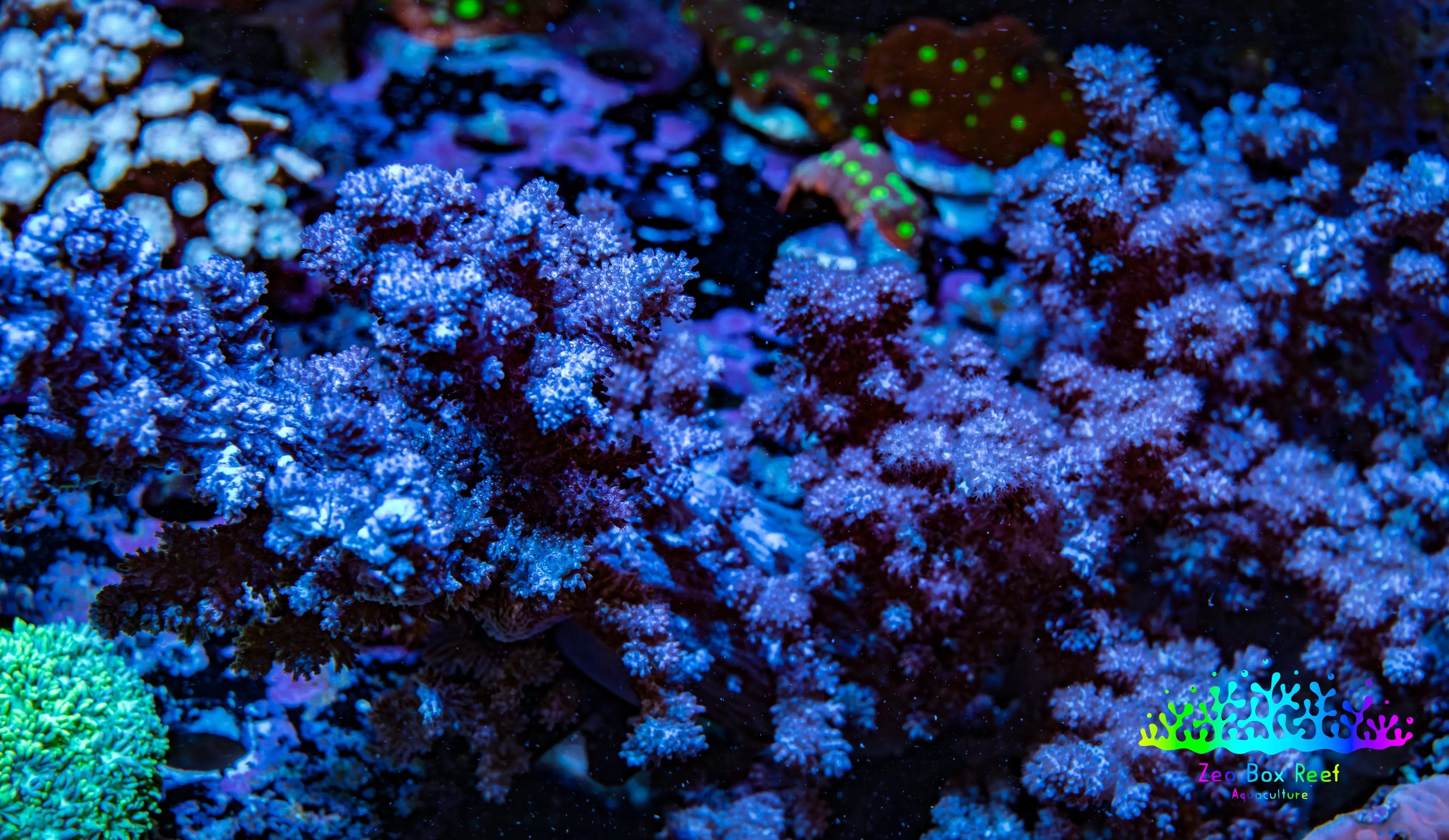 Buy Delicate and Beautiful Nephthea Corals Online at Zeo Box Reef ...