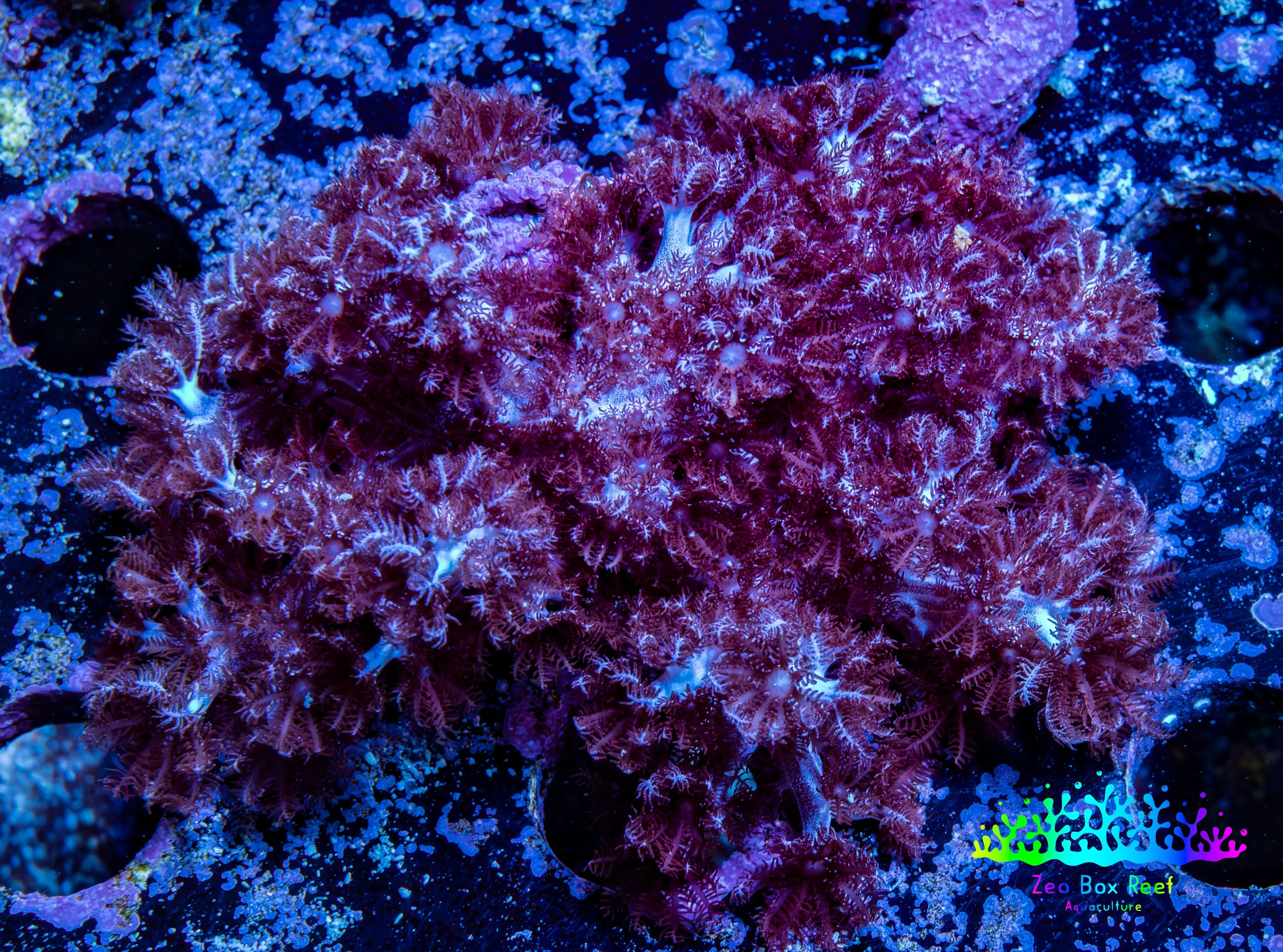 Buy Delicate and Beautiful Nephthea Corals Online at Zeo Box Reef ...