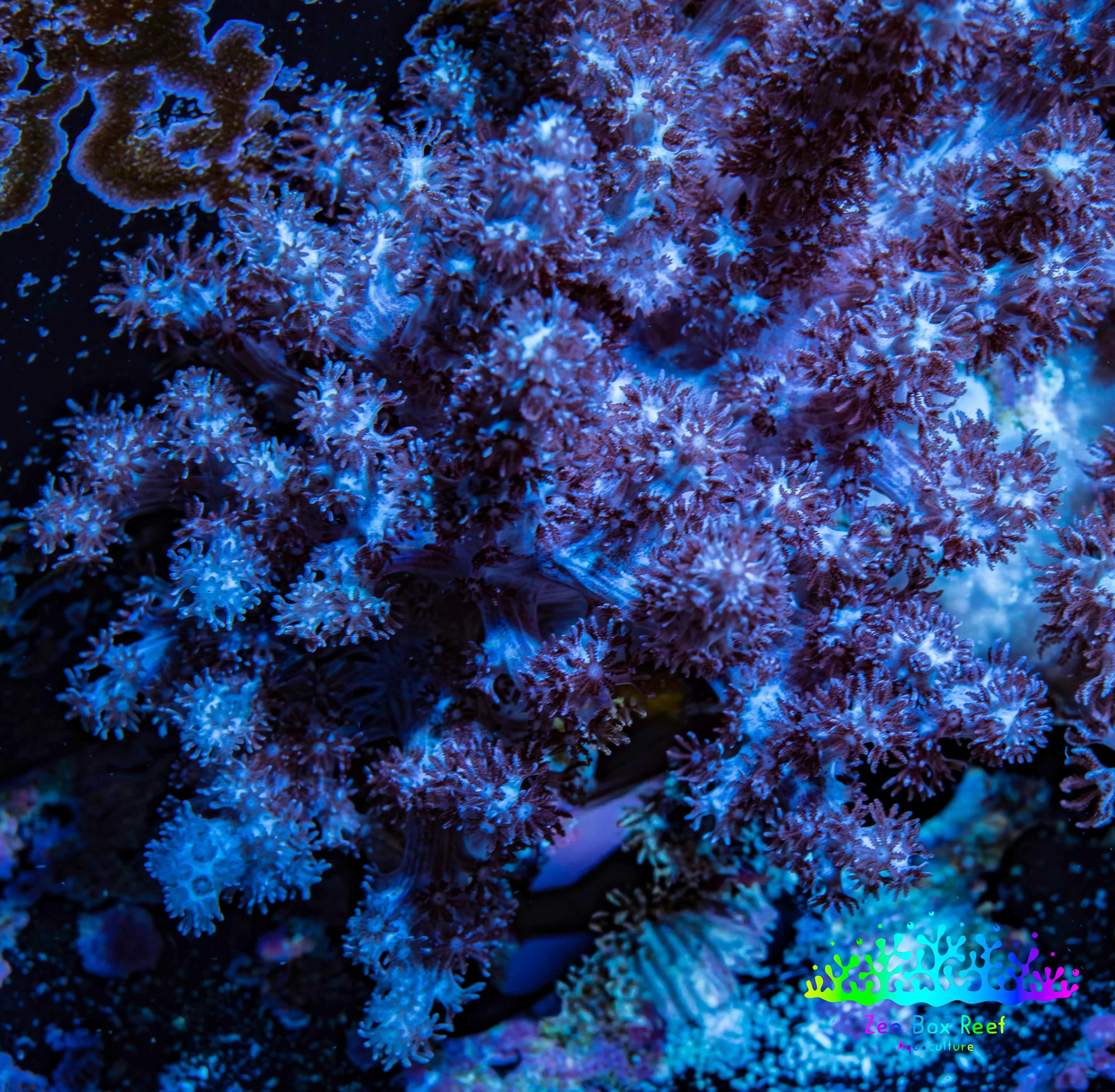 Buy Delicate and Beautiful Nephthea Corals Online at Zeo Box Reef ...