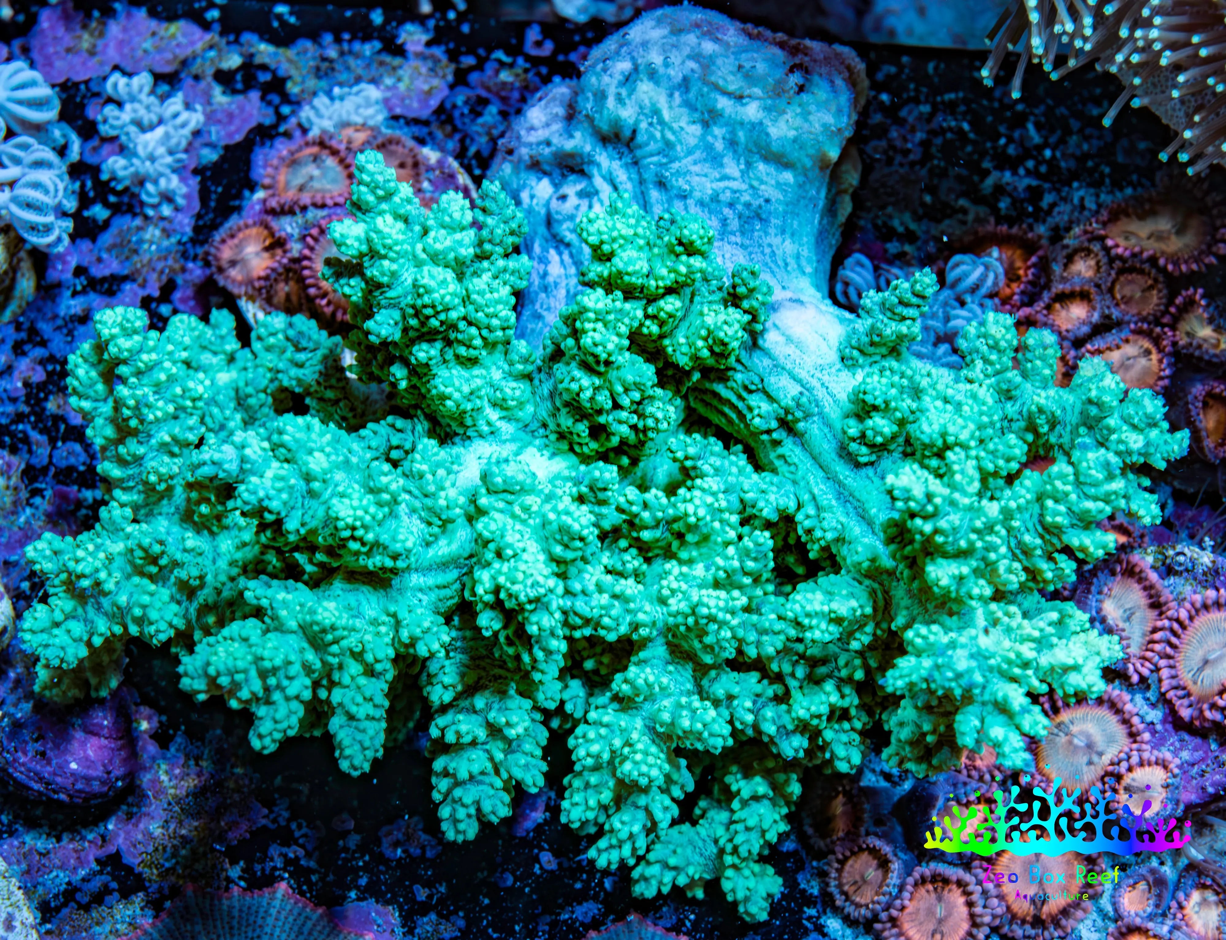 Buy Delicate and Beautiful Nephthea Corals Online at Zeo Box Reef ...