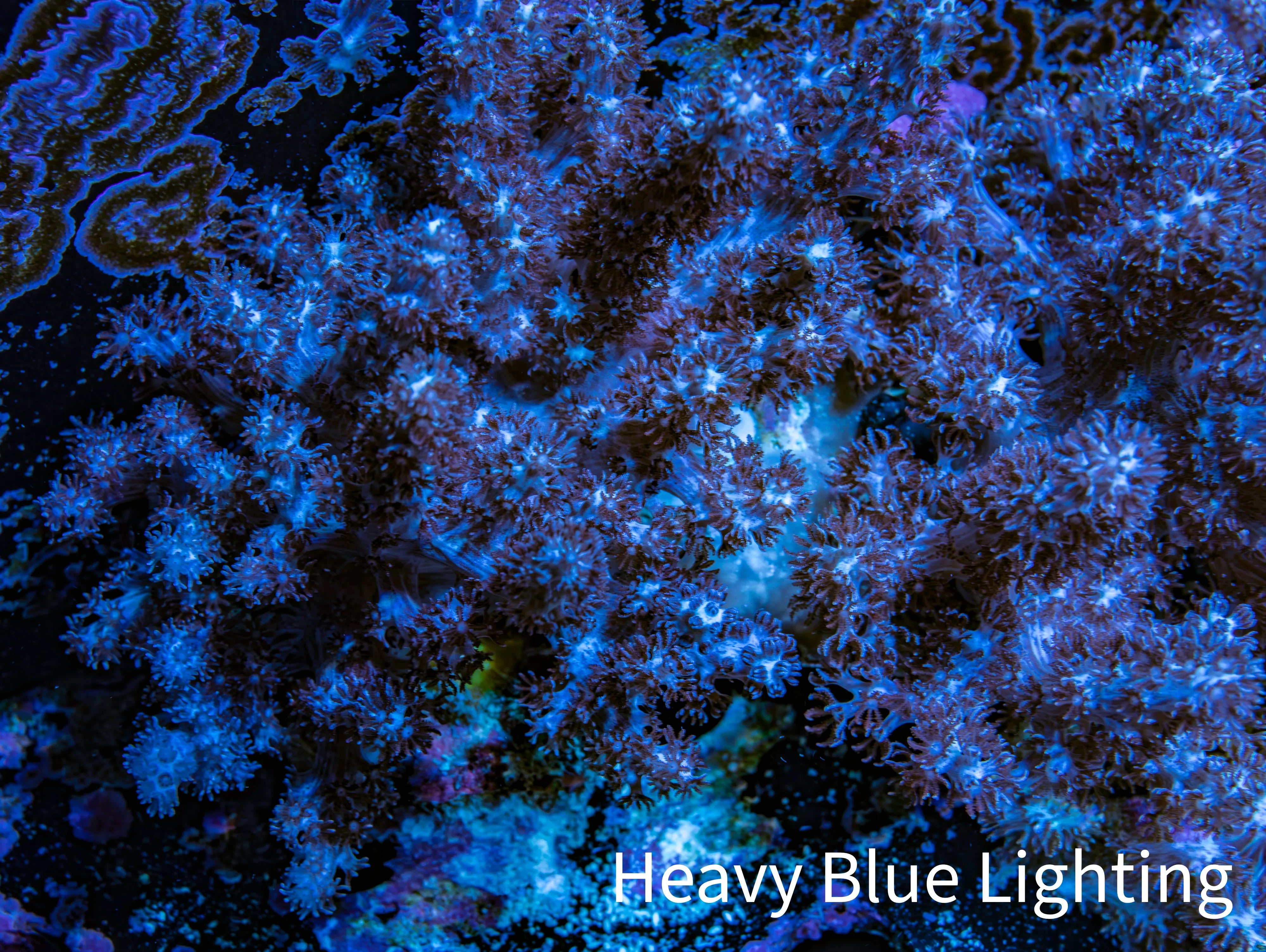 Buy Delicate and Beautiful Nephthea Corals Online at Zeo Box Reef ...