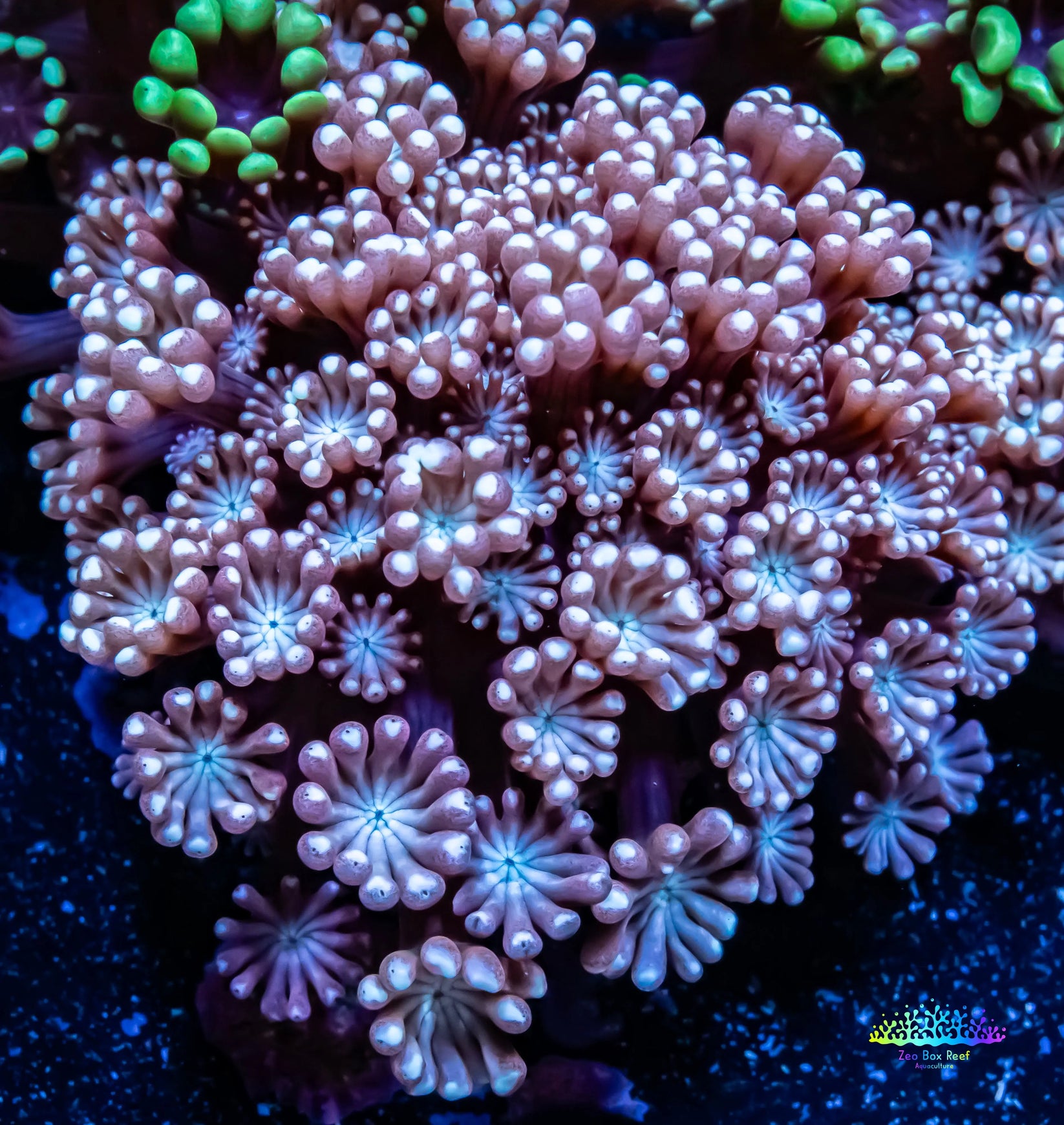 Pink Alveapora Coral - Frag – Zeo Box Reef Aquaculture