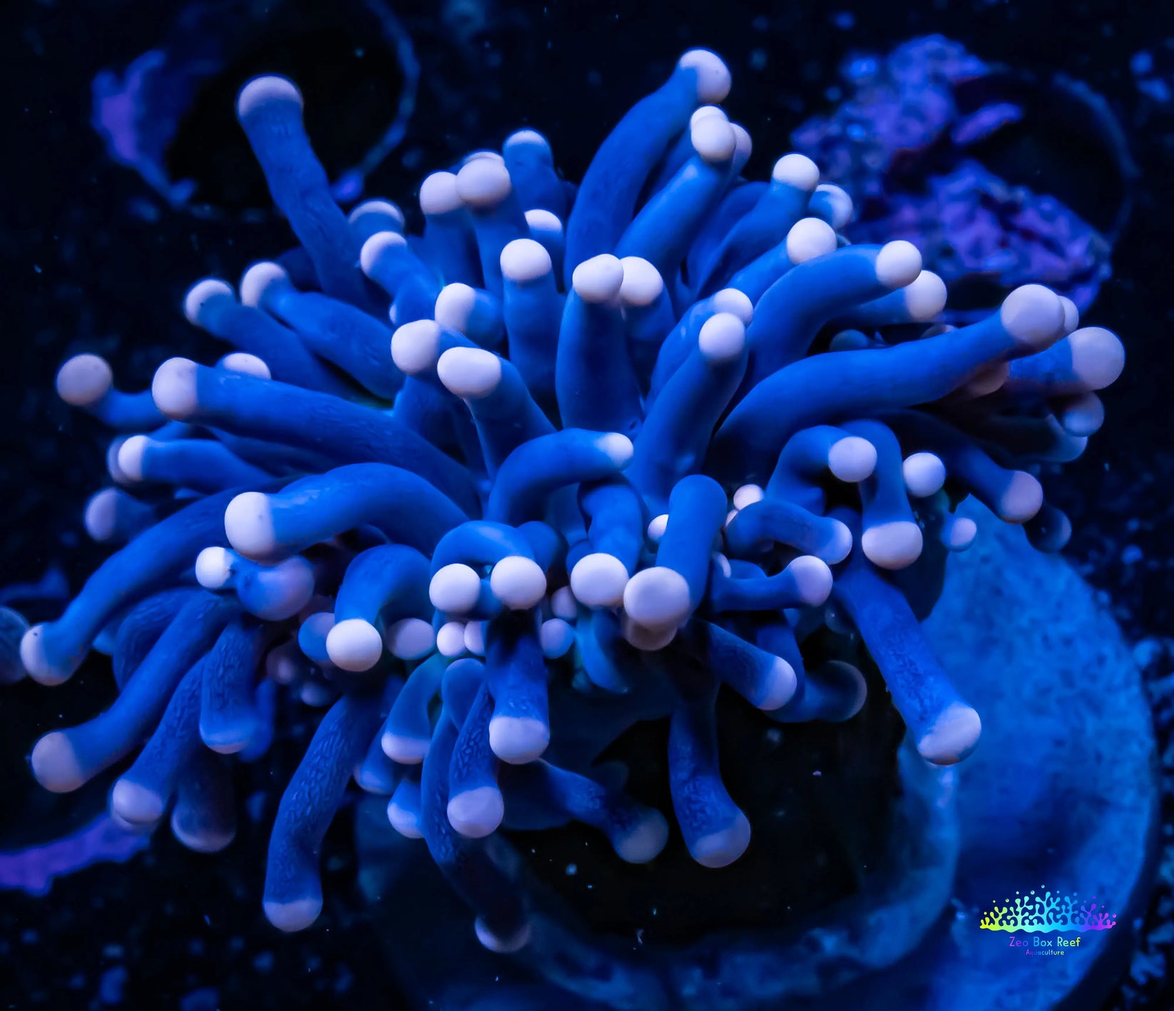 Pink Tip Joker Torch Coral For Sale Australia – Zeo Box Reef Aquaculture