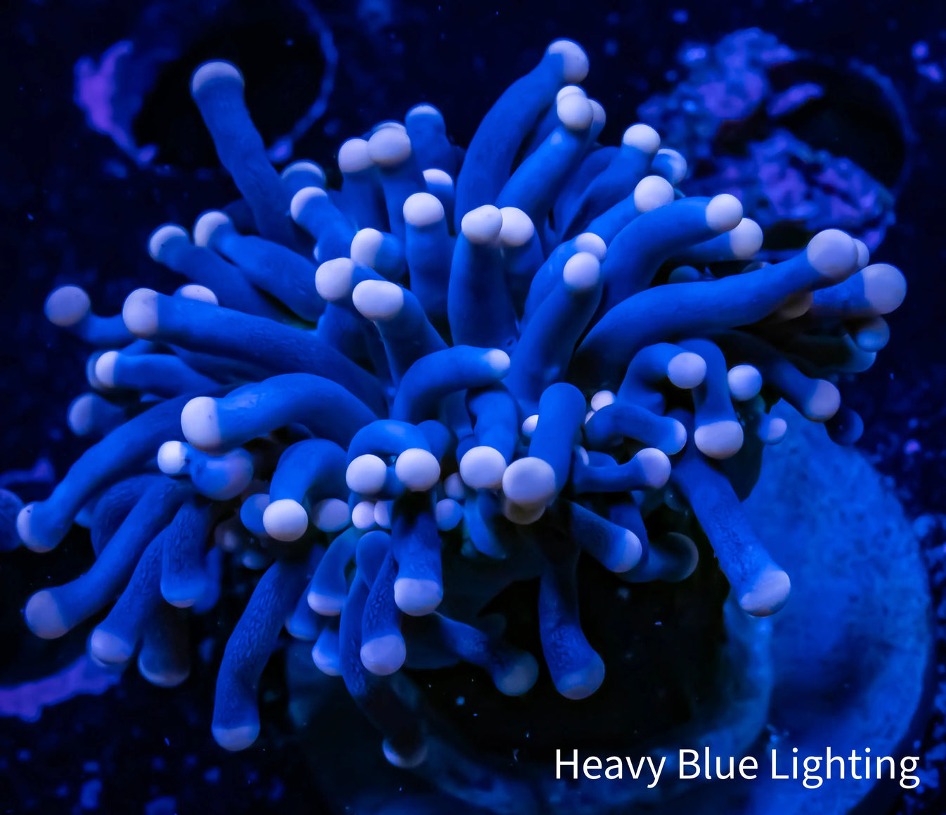 Open media 1 in modal