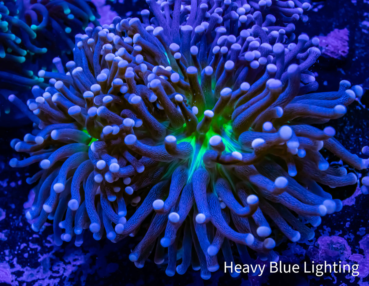 Pink Tip Torch Coral For Sale Australia – Zeo Box Reef Aquaculture
