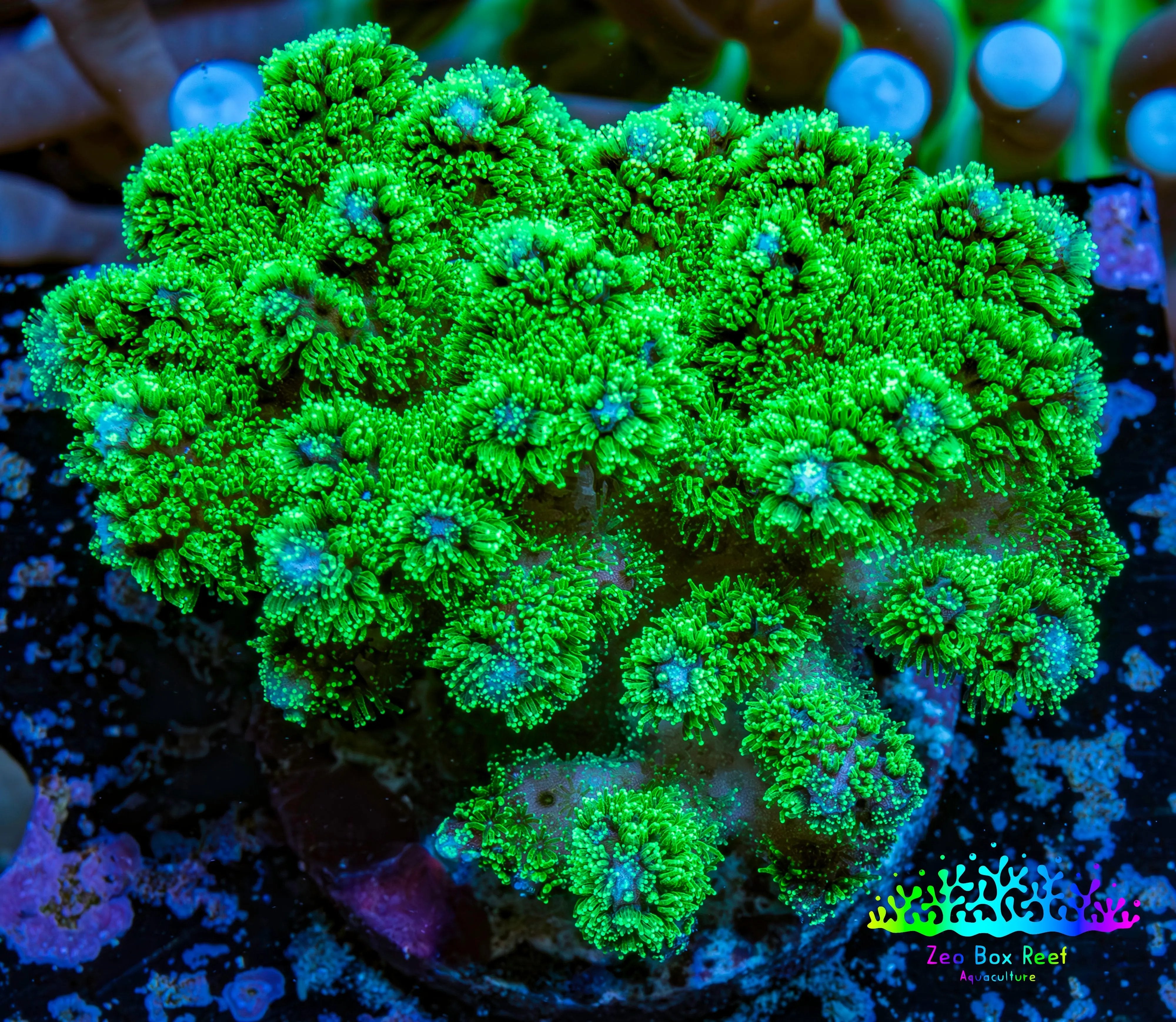 Buy Pocilliopora Coral- Zeo Box Reef Australia – Zeo Box Reef Aquaculture