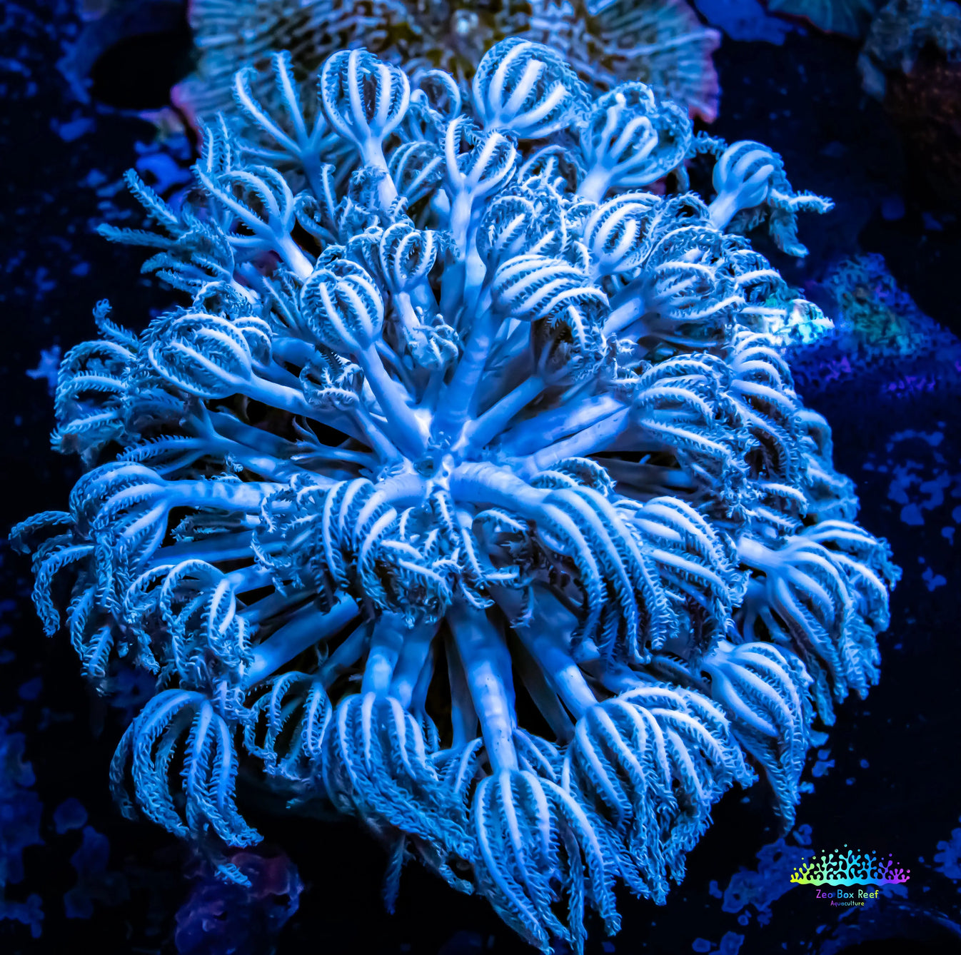 "Buy High-Quality Pulsing Xenia Coral for Your Aquarium | Order Now ...