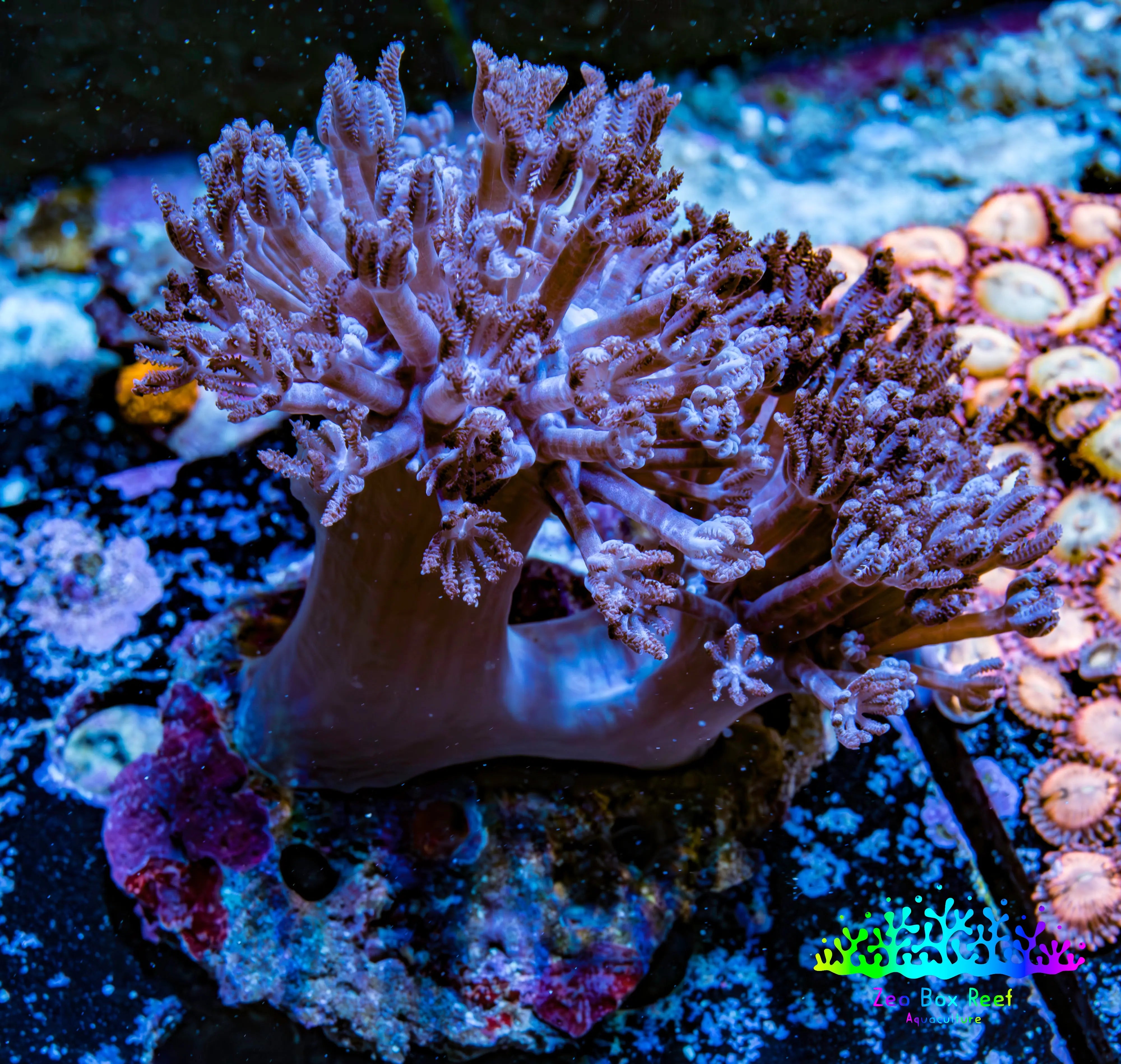"Buy High-Quality Pulsing Xenia Coral On Live Rock for Your Aquarium ...