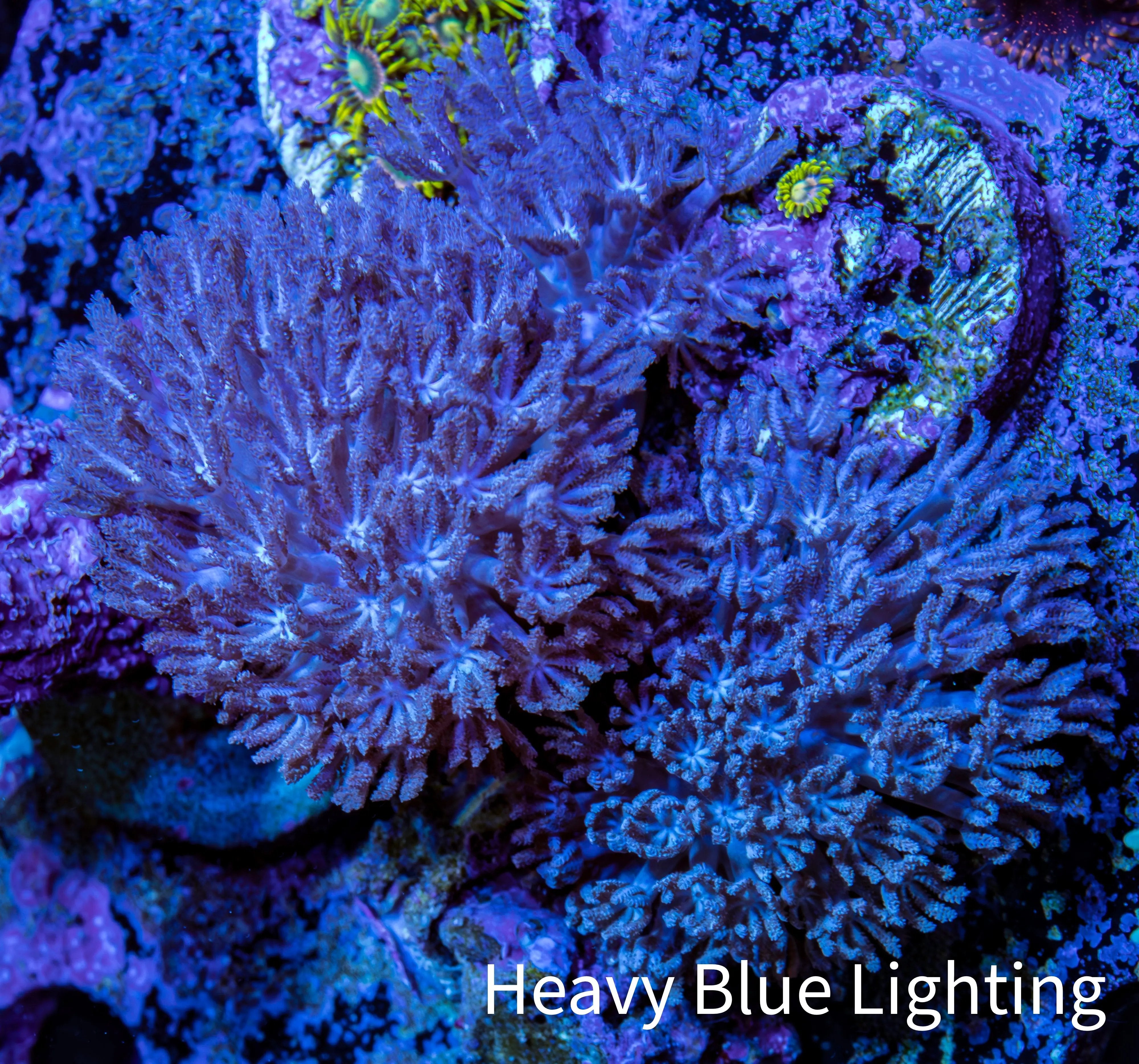 "Buy High-Quality Pulsing Xenia Coral On Live Rock for Your Aquarium ...