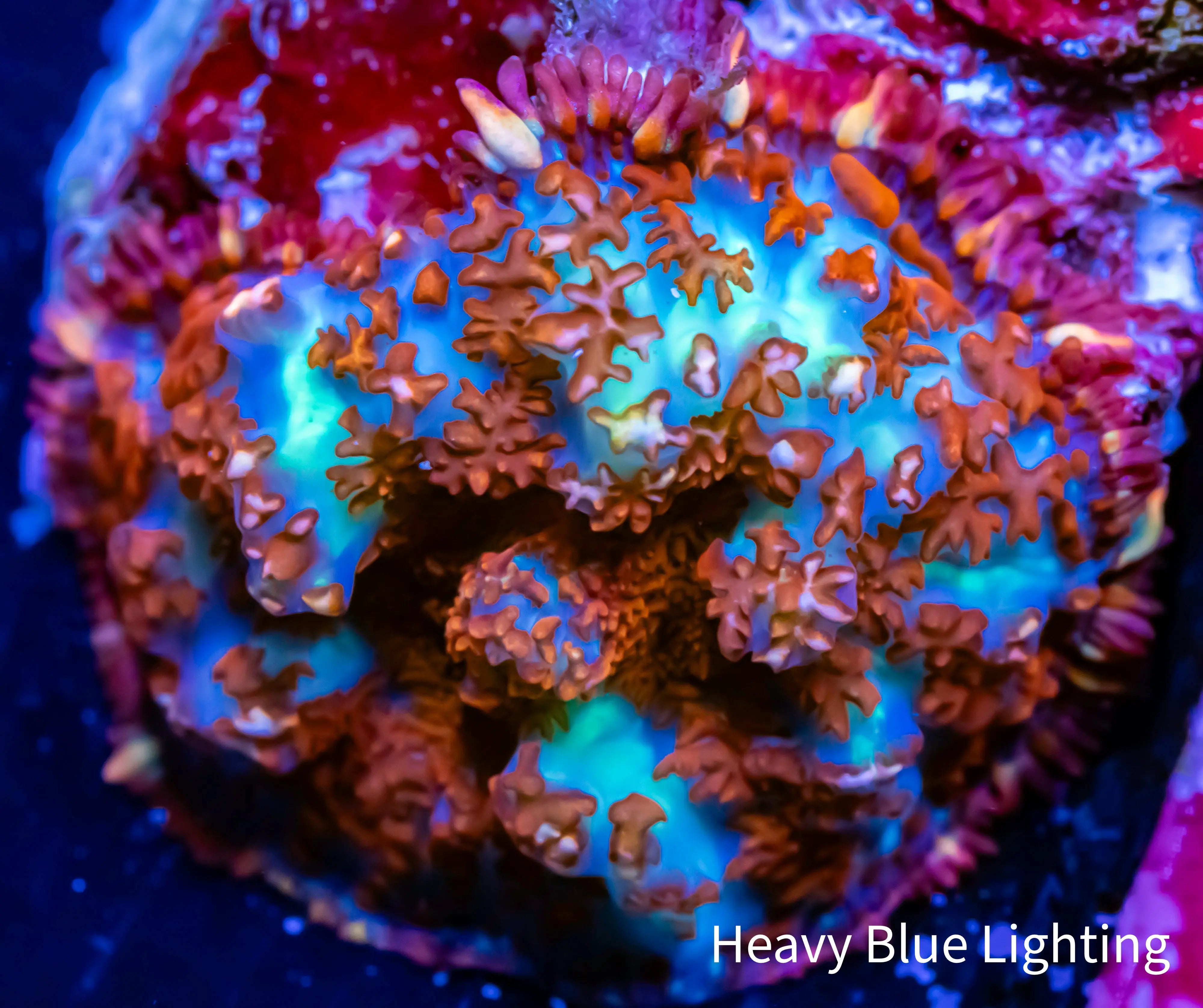 Open media 1 in modal