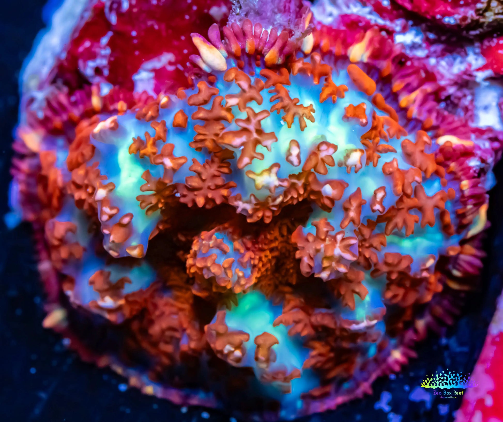 Rhodactis Coral - Barbie Rhodactis WYSIWYG 2cm Rhodactis Coral - Barbie ...