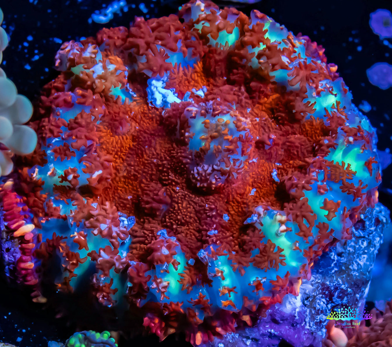 Buy Vibrant Rhodactis Corals - Shrooms, Morphs Coral at Zeo Box Reef ...