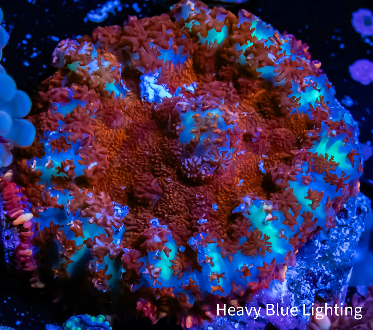 Buy Vibrant Rhodactis Corals - Shrooms, Morphs Coral at Zeo Box Reef ...