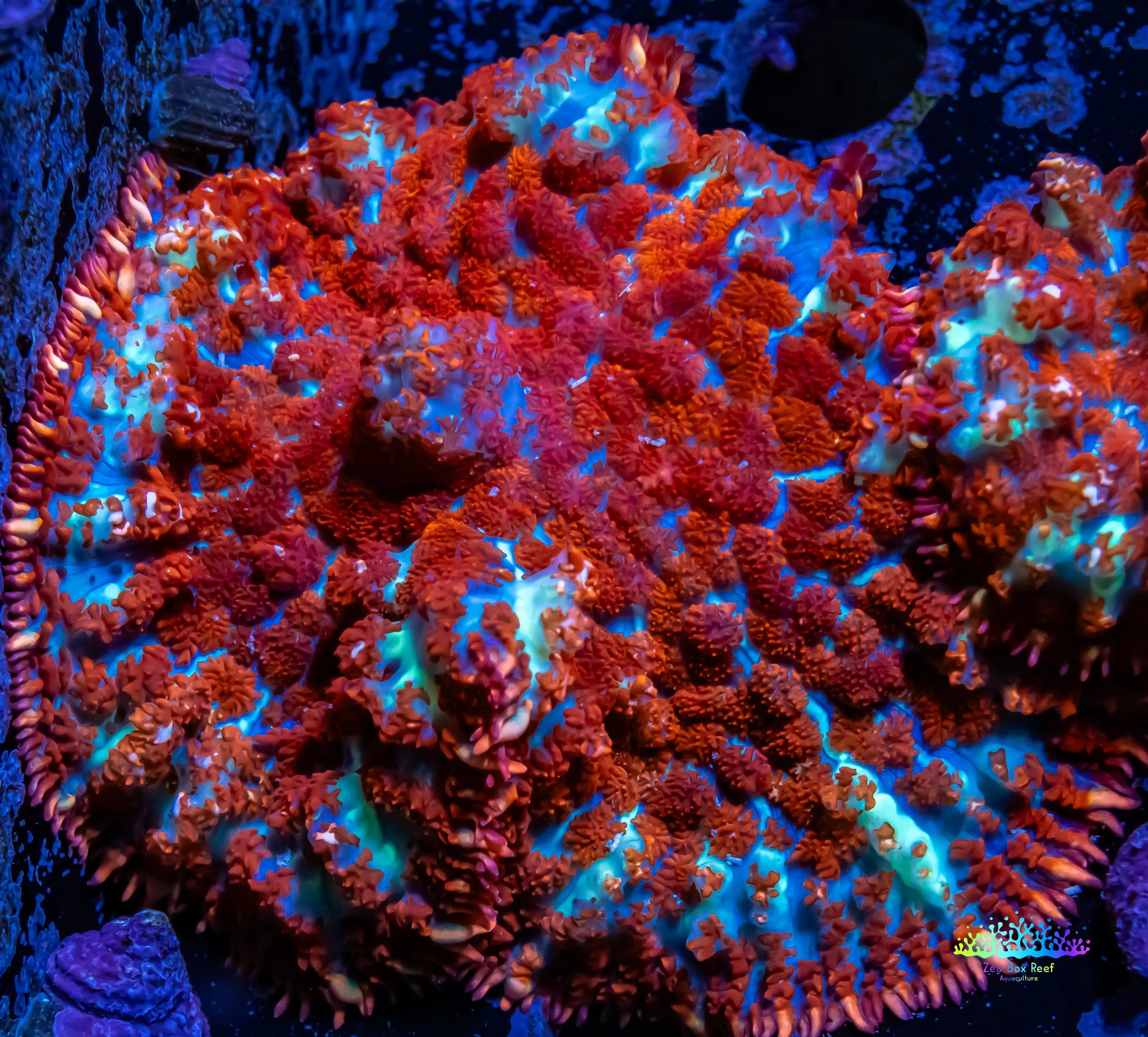 Buy Vibrant Rhodactis Corals - Shrooms, Morphs Coral at Zeo Box Reef ...