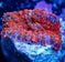 Buy Vibrant Rhodactis Corals - Shrooms, Morphs Coral at Zeo Box Reef ...