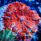 Buy Superman Rhodactis Coral - Zeo Box Reef Aquaculture Australia