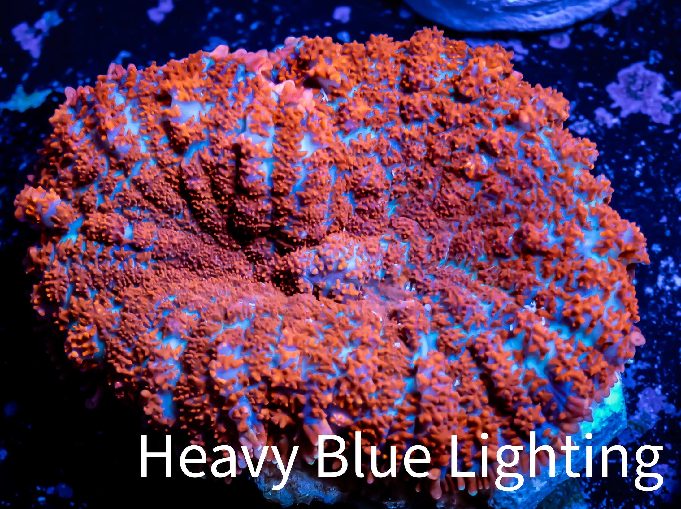 Buy Superman Rhodactis Coral - Zeo Box Reef Aquaculture Australia