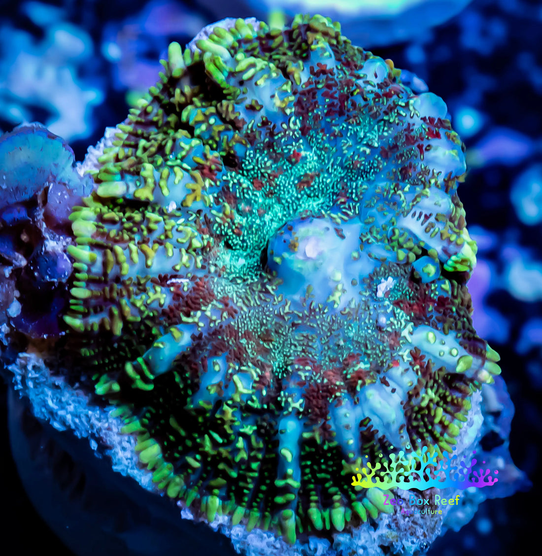 Buy Blue green Rhodactis Coral - Zeo Box Reef Aquaculture Australia