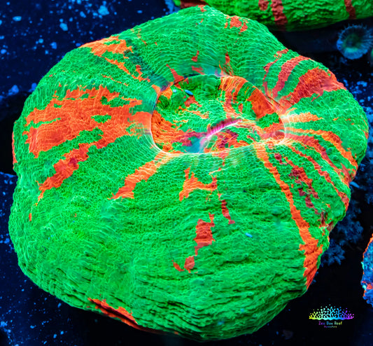 Scolymia Coral online coral store Australia – Zeo Box Reef Aquaculture