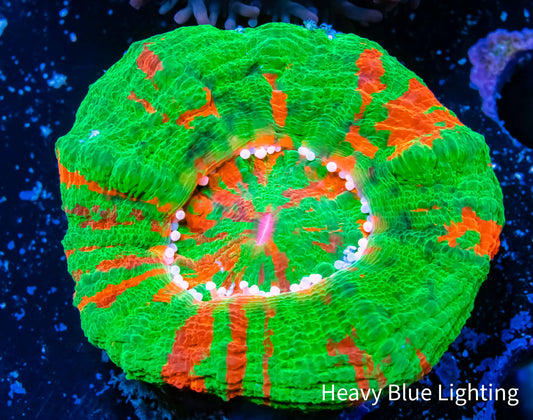 Scolymia Australis- Ultra Bleeding Apple Scoly Coral 4cm WYSIWYG