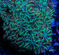 Buy Sympodium Soft Coral - Zeo Box Reef Australia – Zeo Box Reef ...