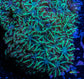 Buy Sympodium Soft Coral - Zeo Box Reef Australia – Zeo Box Reef ...