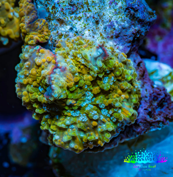 Buy Morph coral Zeo Box Reef Australia – Zeo Box Reef Aquaculture