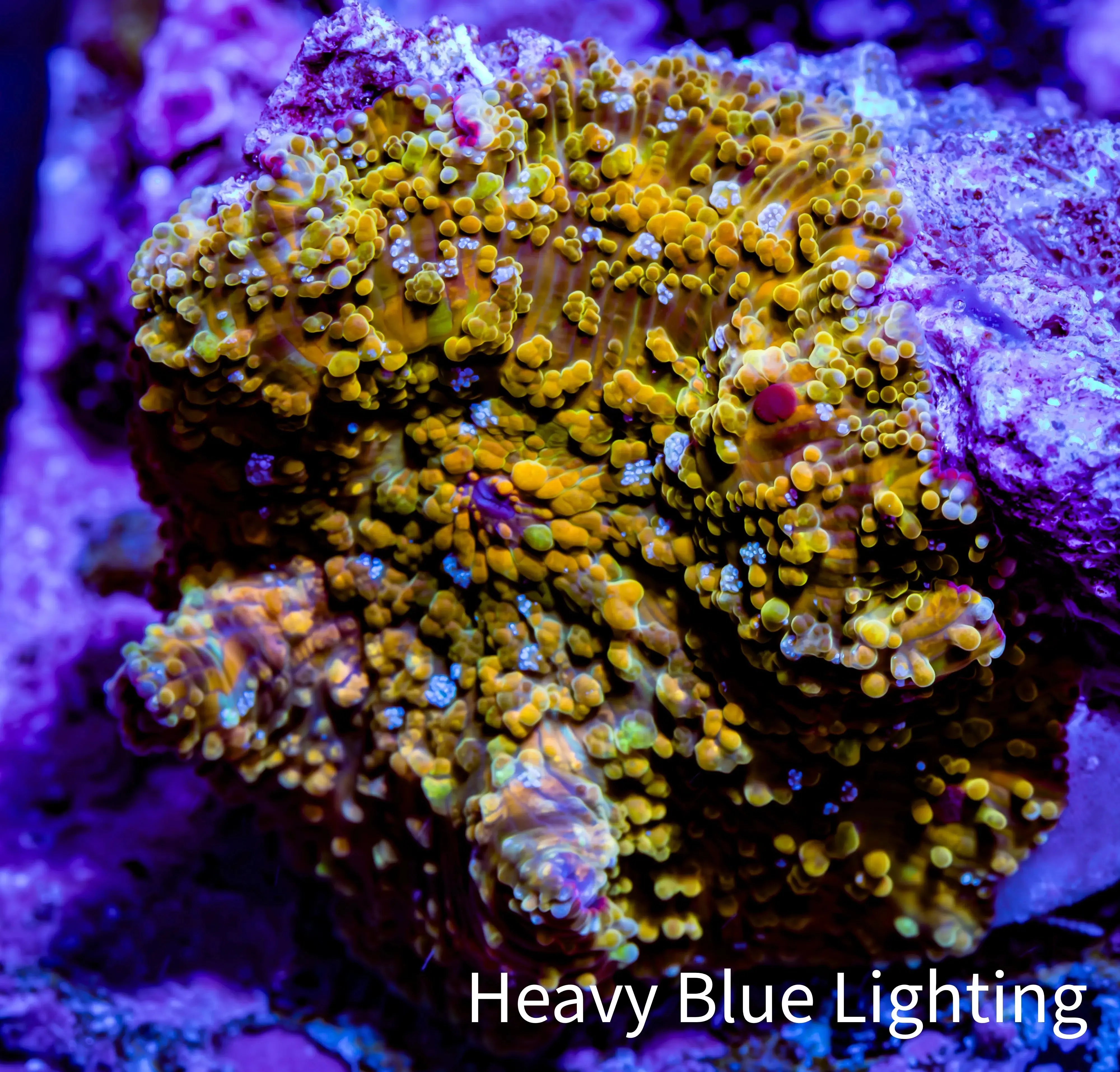 Buy Morph coral Zeo Box Reef Australia – Zeo Box Reef Aquaculture