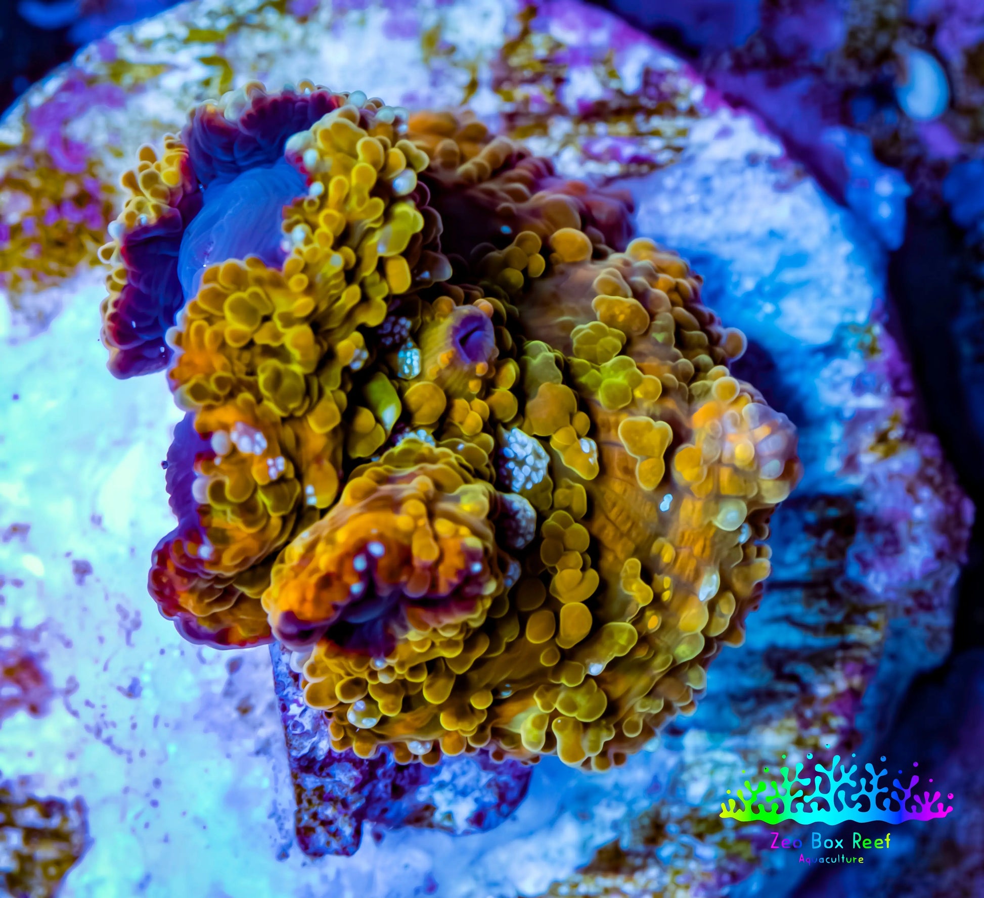 Buy Morph coral Zeo Box Reef Australia – Zeo Box Reef Aquaculture