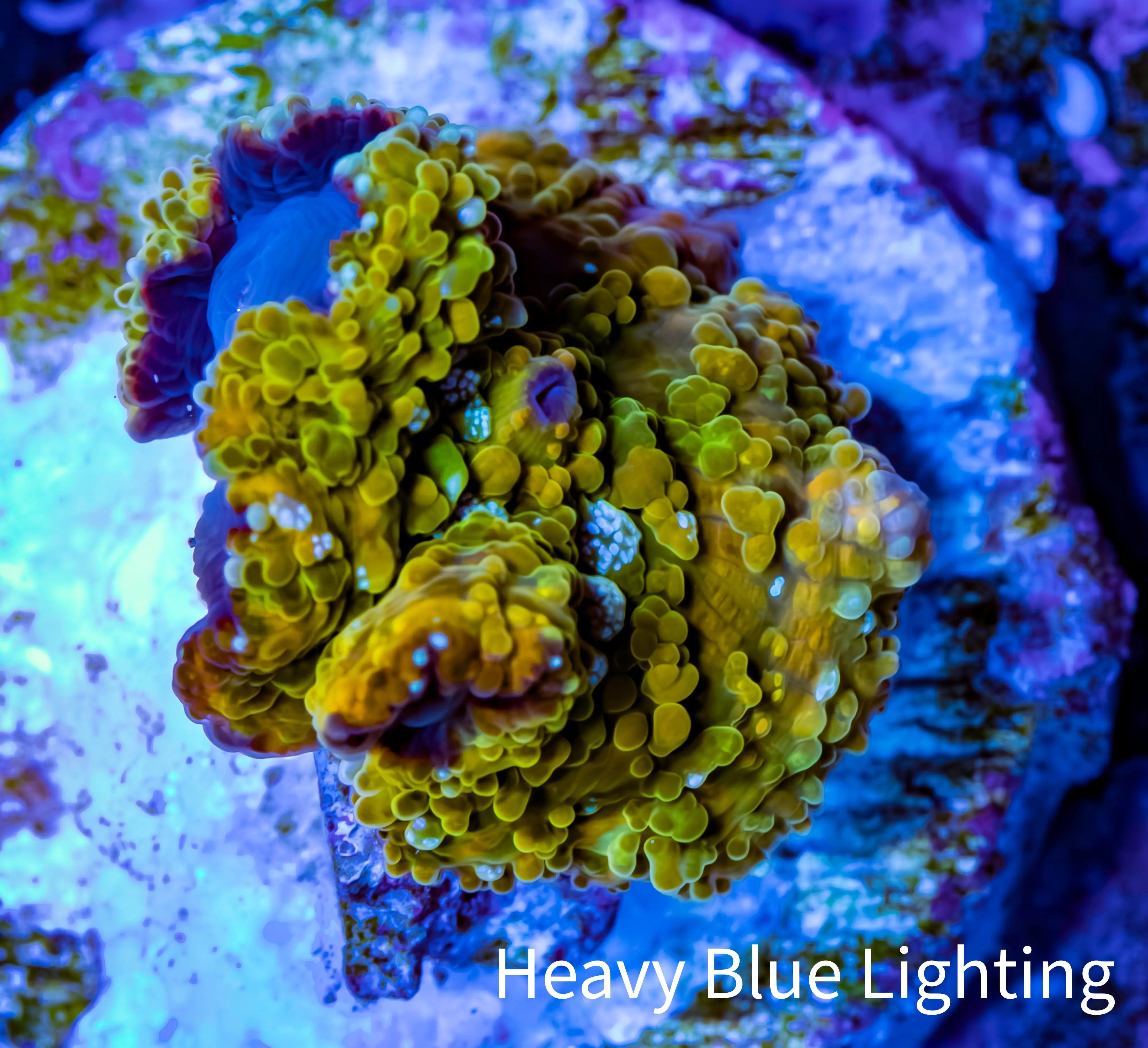 Buy Morph coral Zeo Box Reef Australia – Zeo Box Reef Aquaculture
