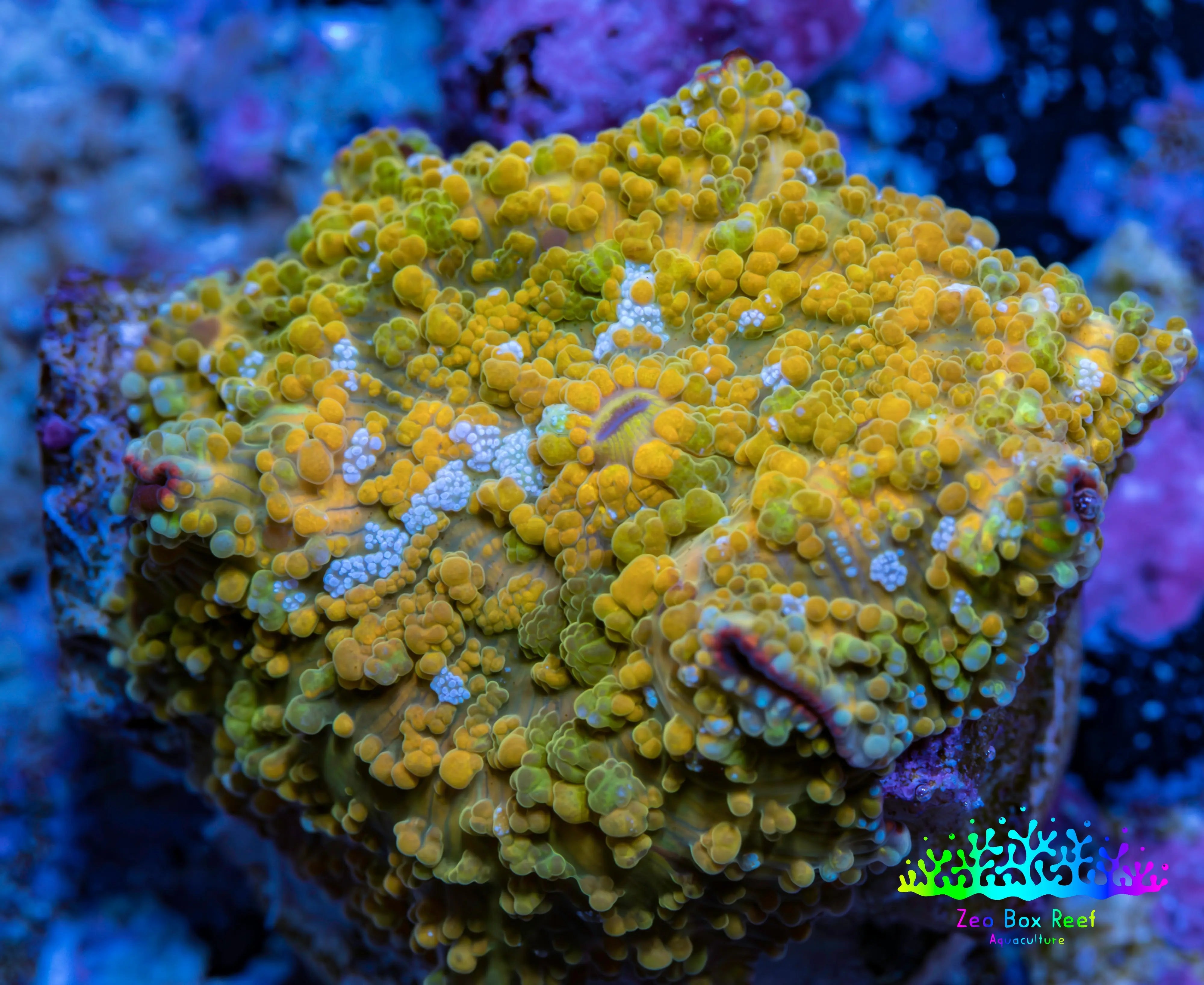 Buy Morph coral Zeo Box Reef Australia – Zeo Box Reef Aquaculture