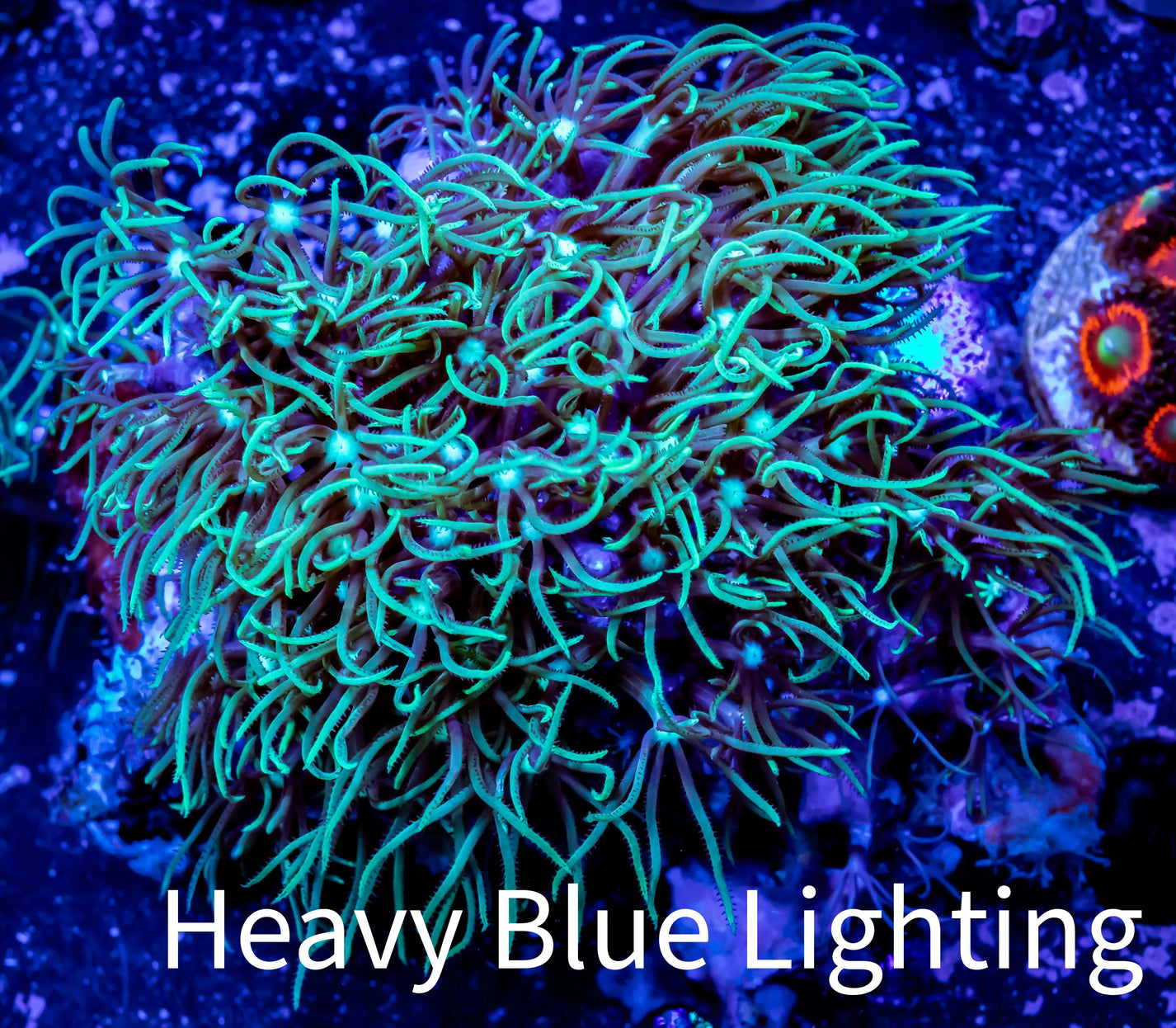 Corals for Sale Australia Green Star Polyps GSP – Zeo Box Reef Aquaculture