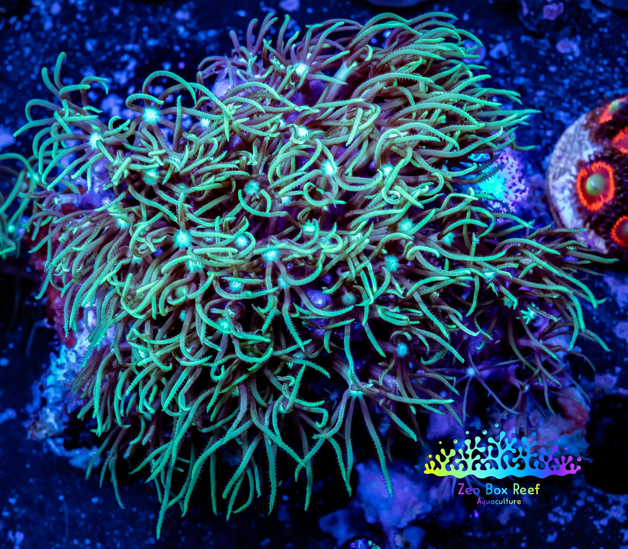 Corals for Sale Australia Green Star Polyps GSP – Zeo Box Reef Aquaculture