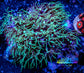 Corals for Sale Australia Green Star Polyps GSP – Zeo Box Reef Aquaculture