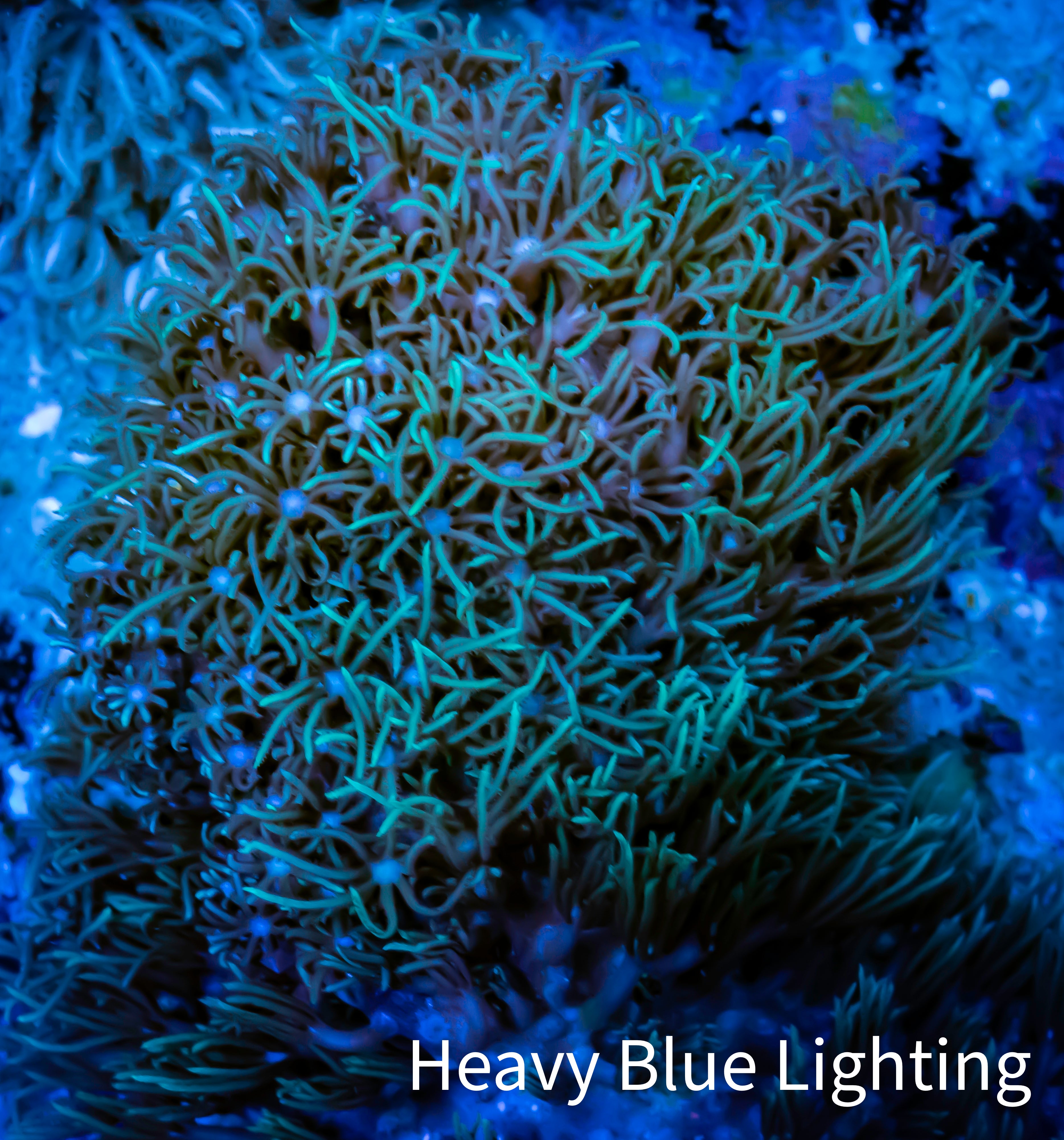 Corals for Sale Australia Green Star Polyps GSP – Zeo Box Reef Aquaculture