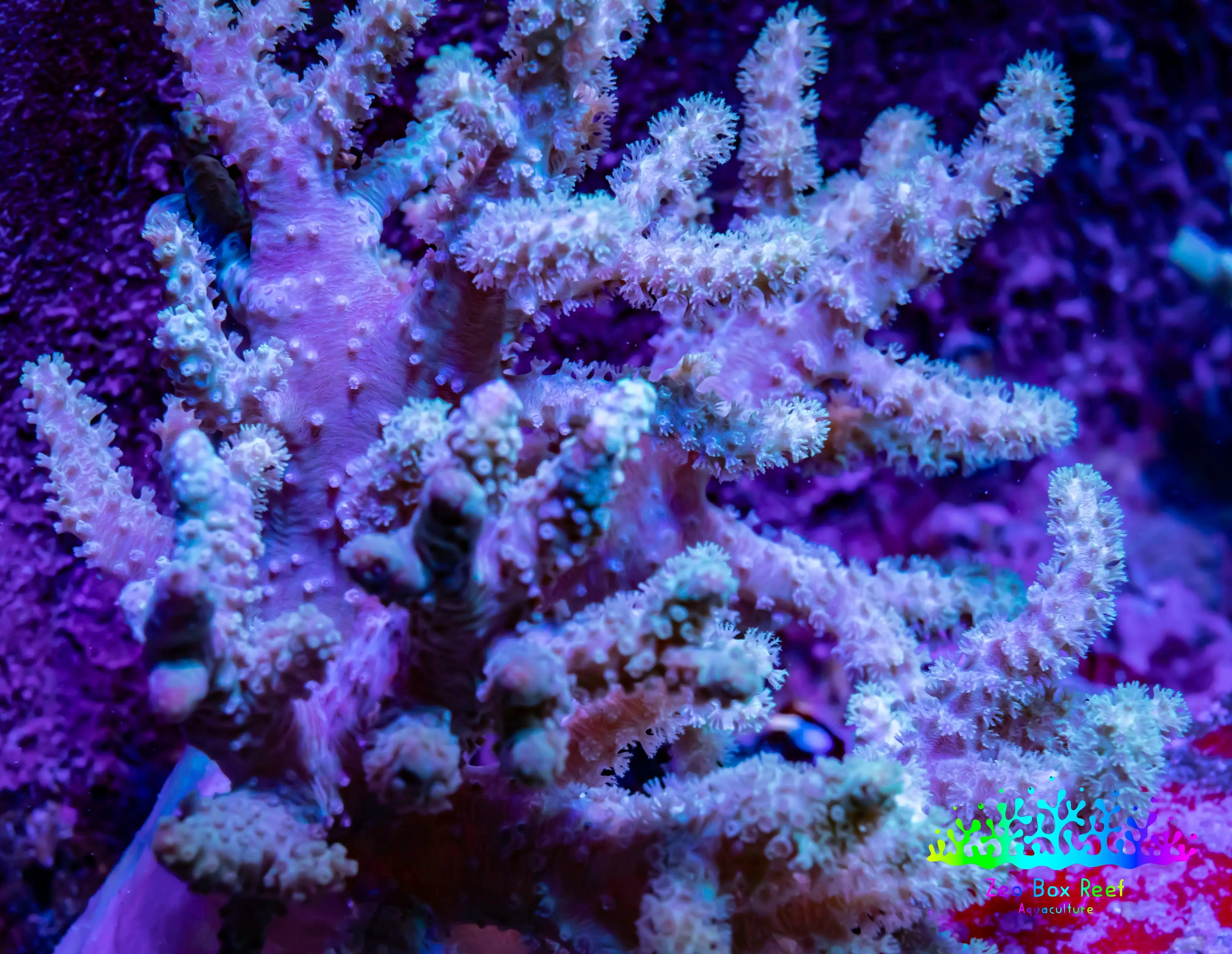 Soft Coral- Leather Coral - Sinularia - 10cm WYSIWYG – Zeo Box Reef ...